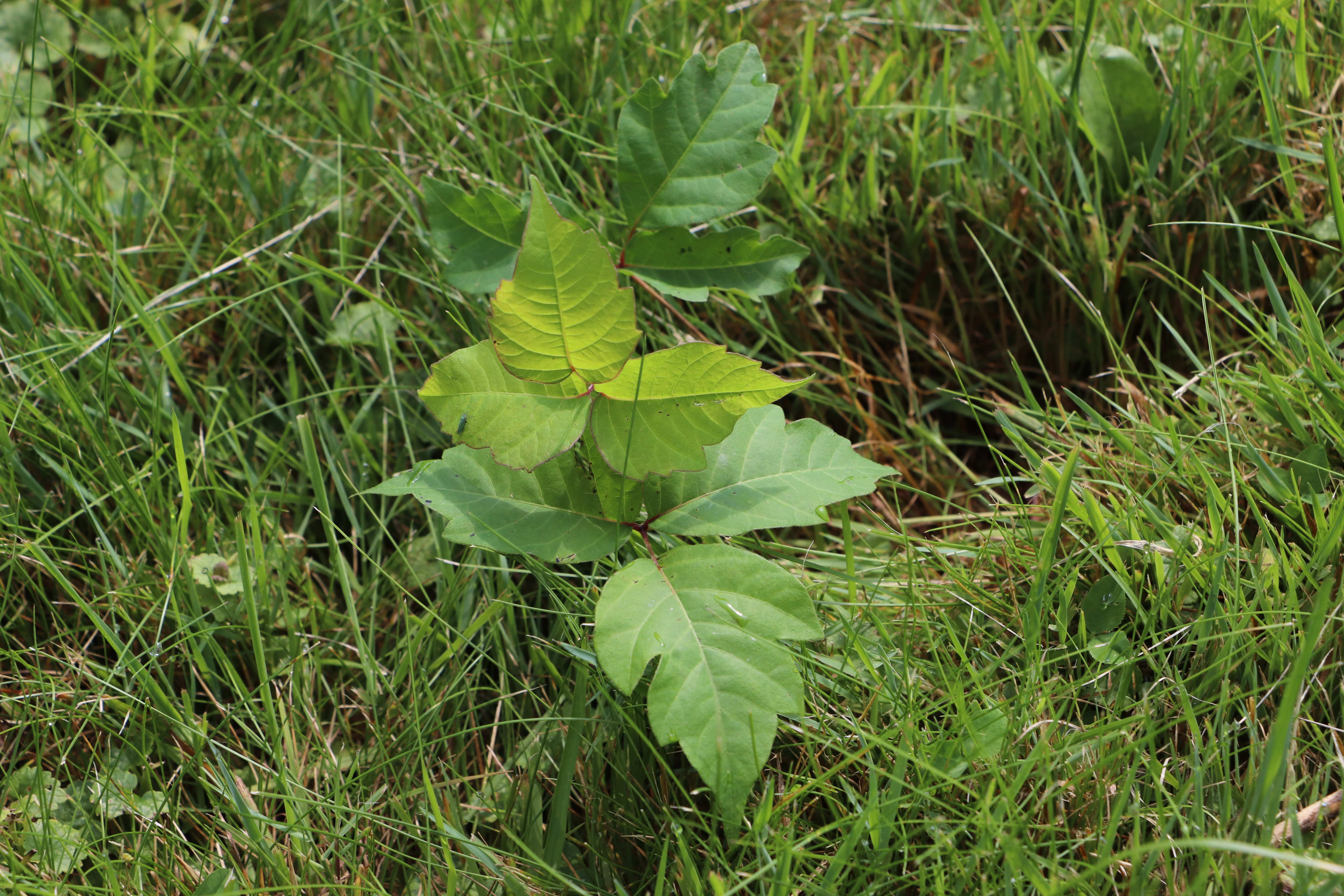 How to Kill Poison Ivy: A Complete List of Methods and Tips - Dengarden
