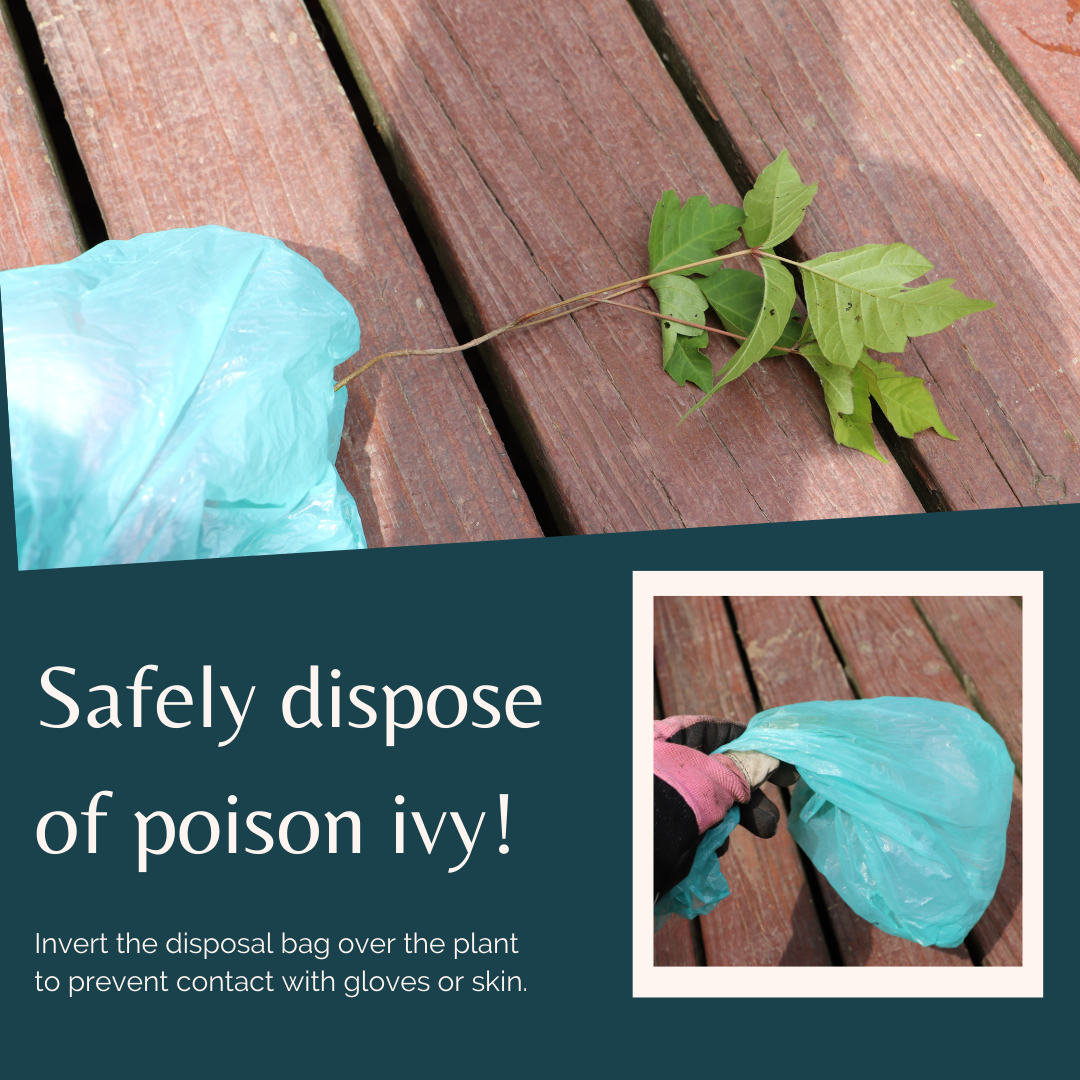 How to Kill Poison Ivy: A Complete List of Methods and Tips - Dengarden