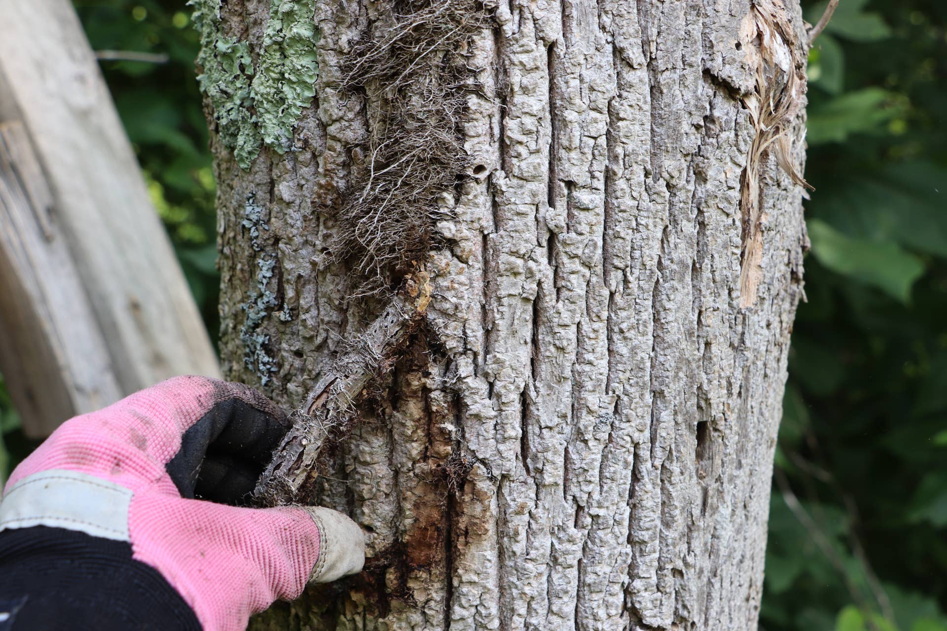 How to Kill Poison Ivy: A Complete List of Methods and Tips - Dengarden