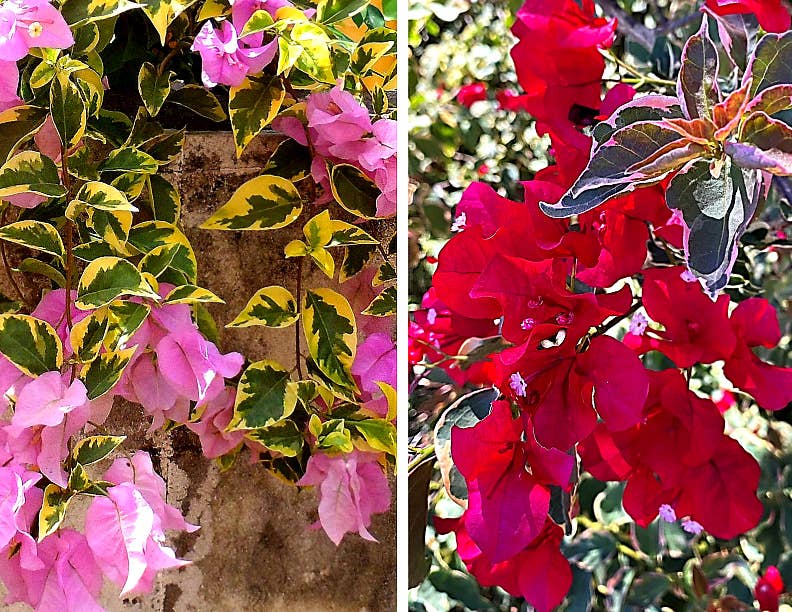 Tips and How-Tos for Planting Flower Gardens - Dengarden