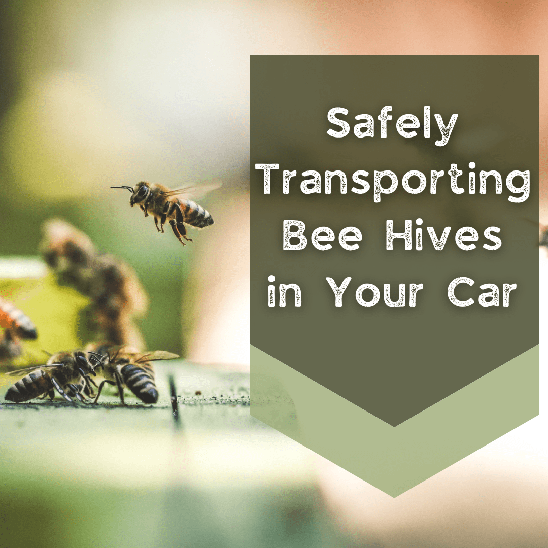 How to Transport Bees in a Car - Dengarden