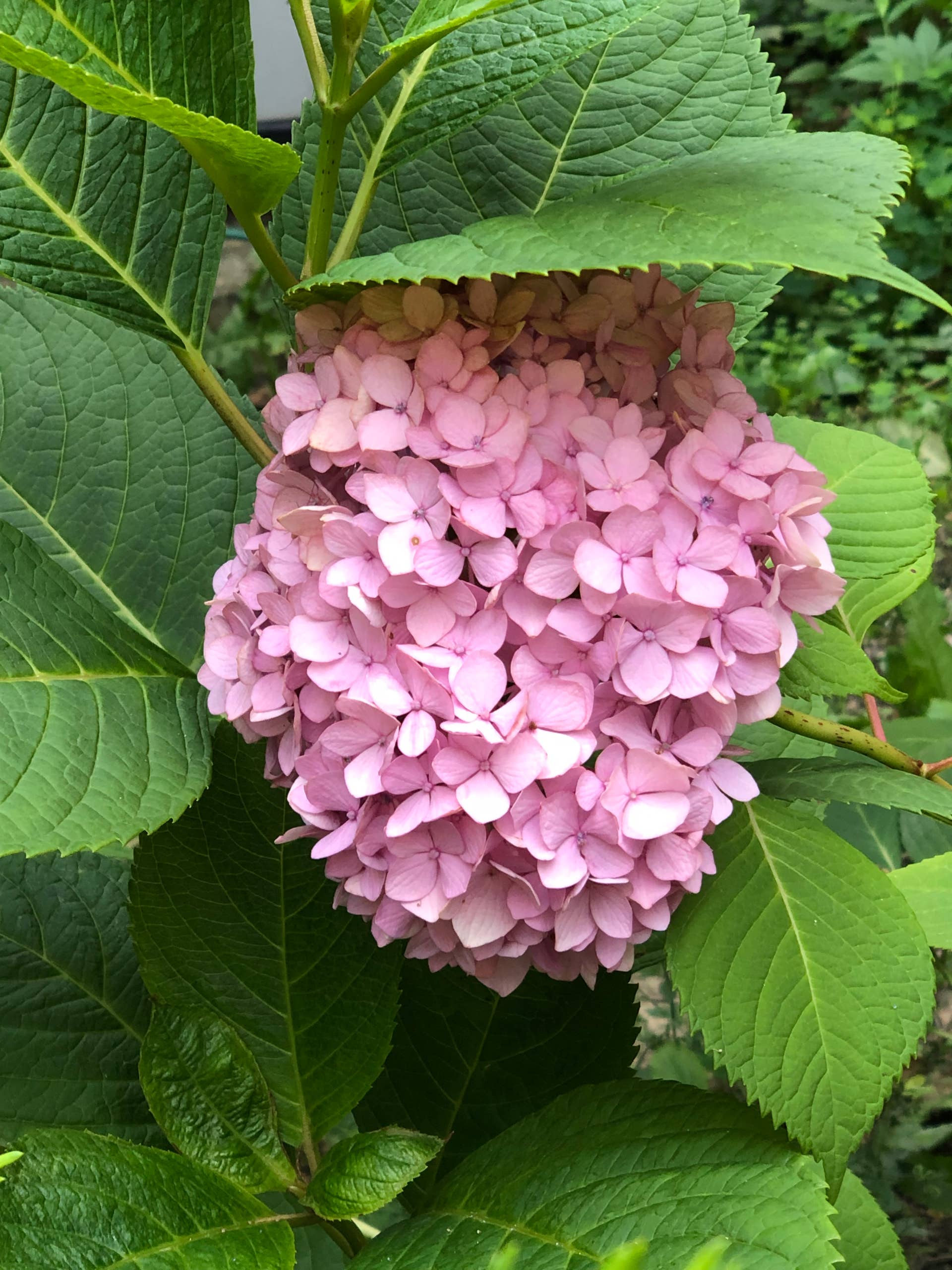 Why Hydrangeas Droop and What You Can Do About It - Dengarden