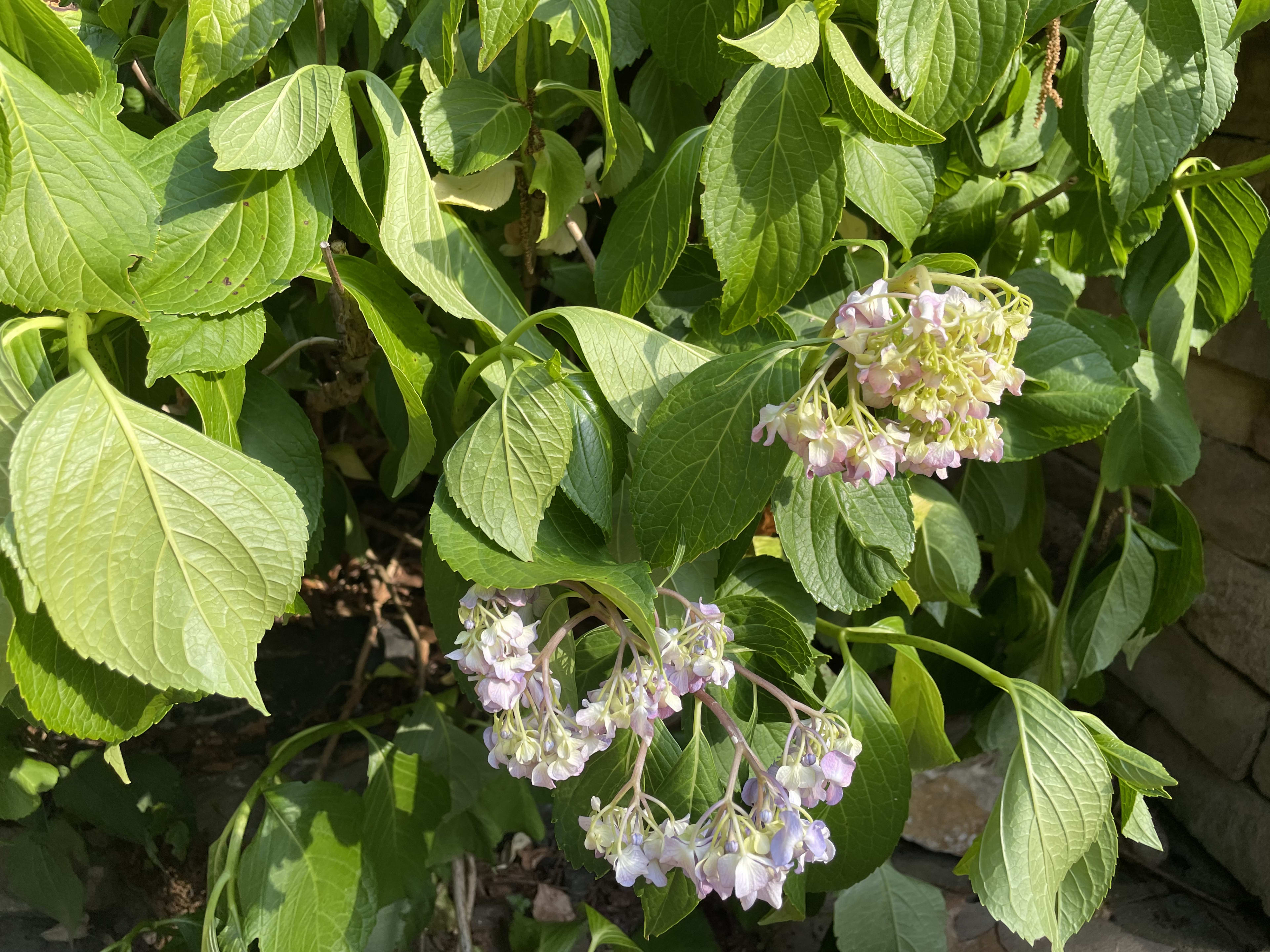 Why Hydrangeas Droop and What You Can Do About It
