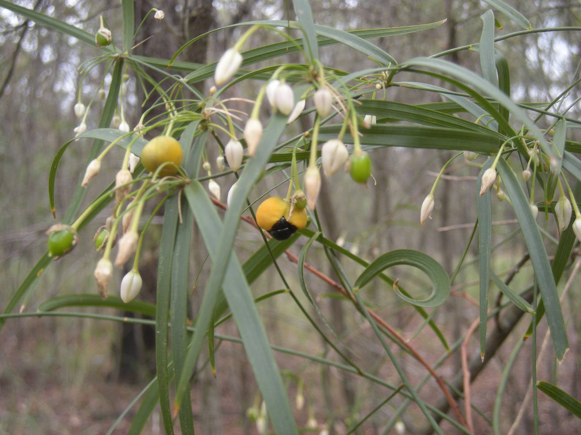 Australian Native Plant Profile: Wombat Berry (Eustrephus latifolius ...