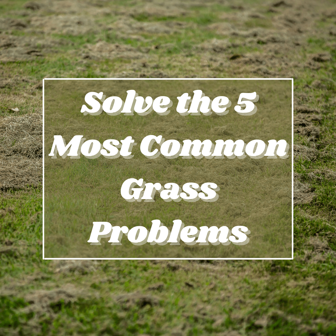 How to Revive Your Grass: 5 Common Problems and Solutions - Dengarden
