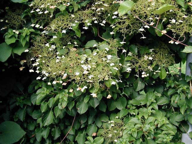 Climbing Hydrangea Care Guide: From Planting to Pruning - Dengarden