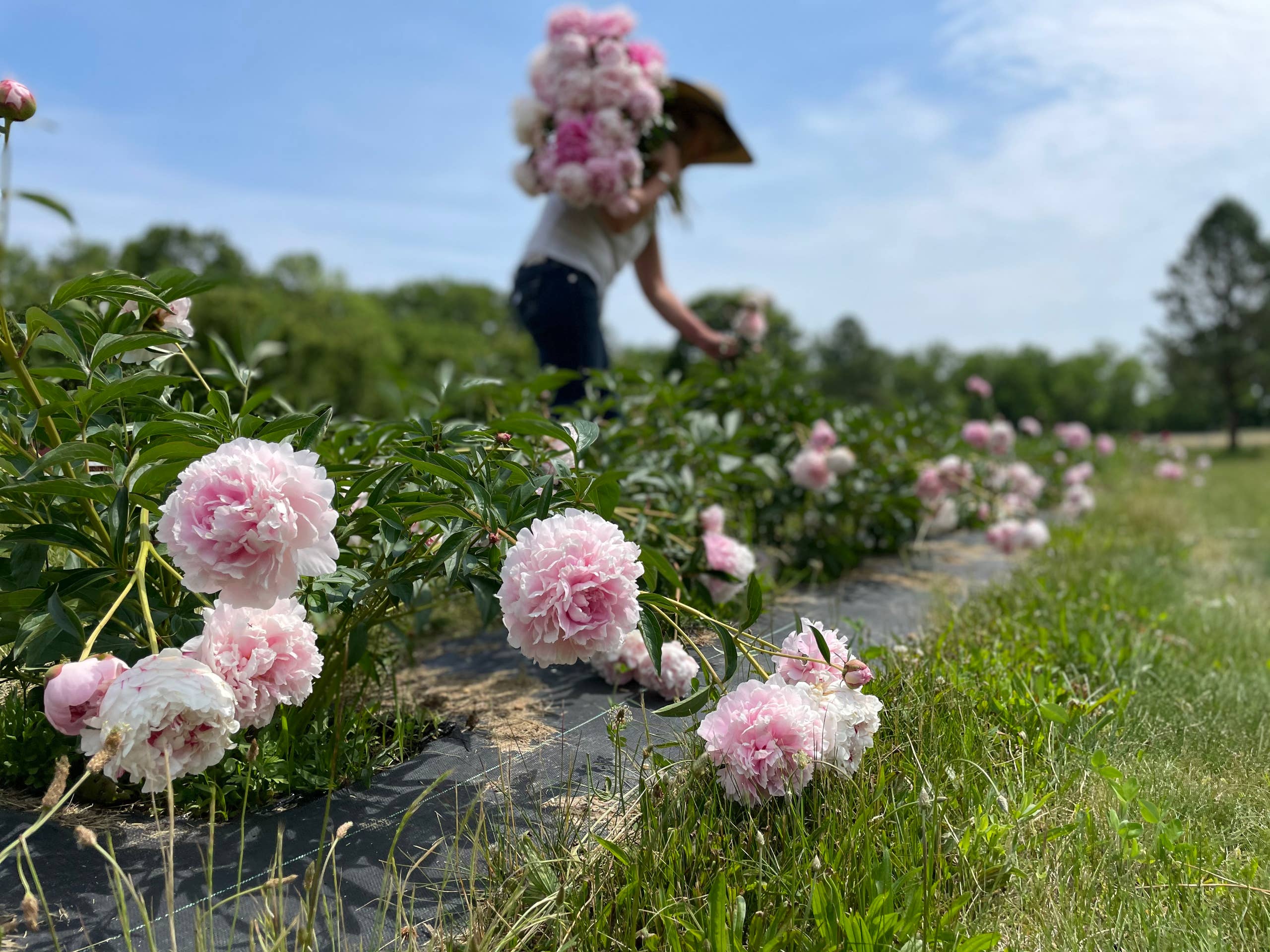 How and when to cut peonies for a vase - Dengarden