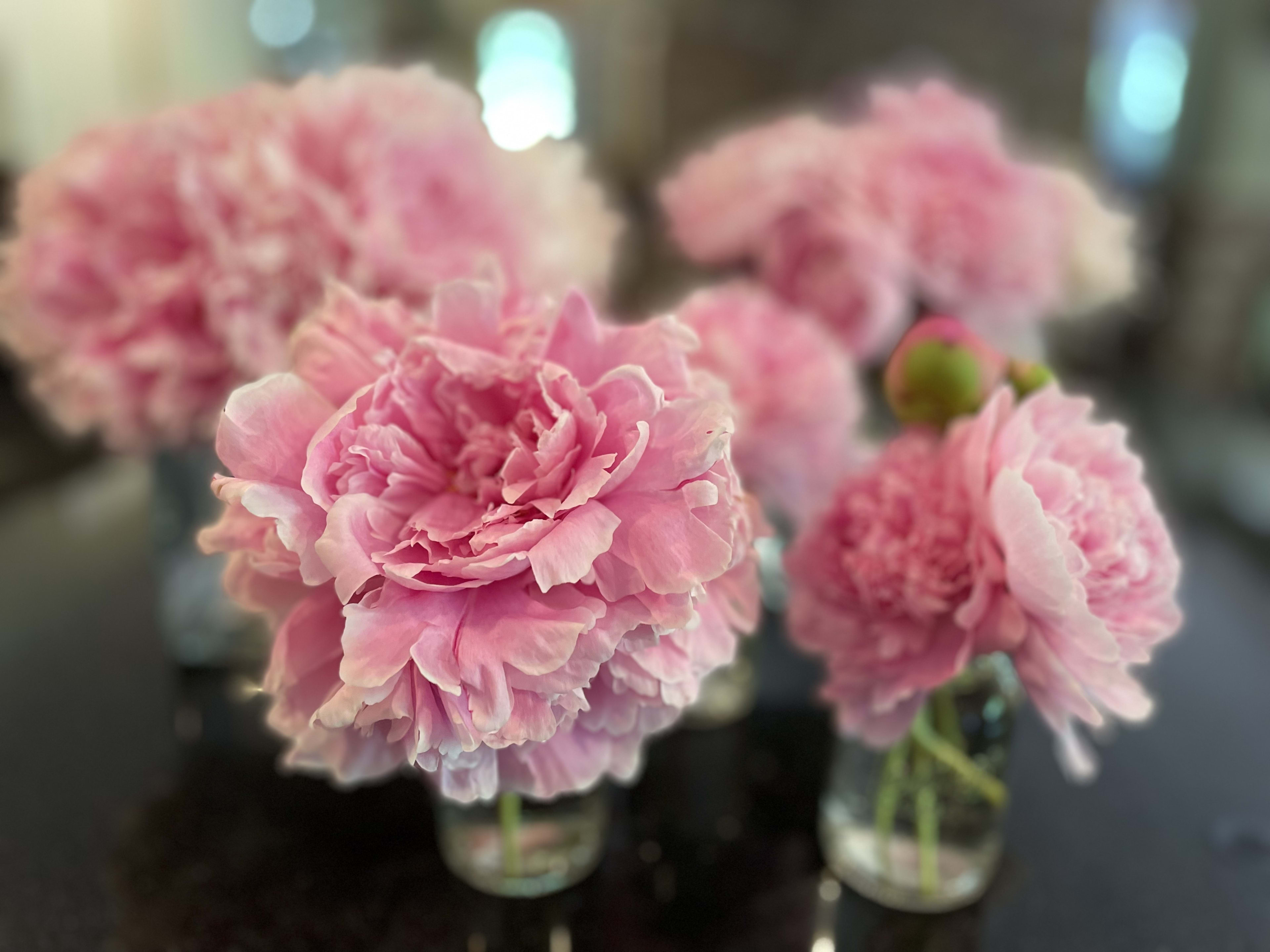 How and When to Cut Peonies for a Vase