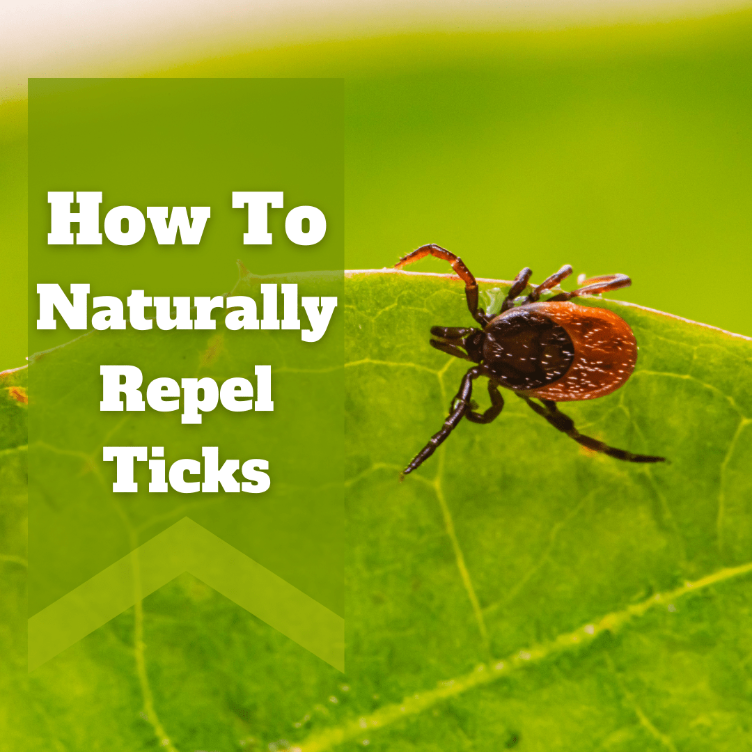 How to Repel Ticks Naturally - Dengarden