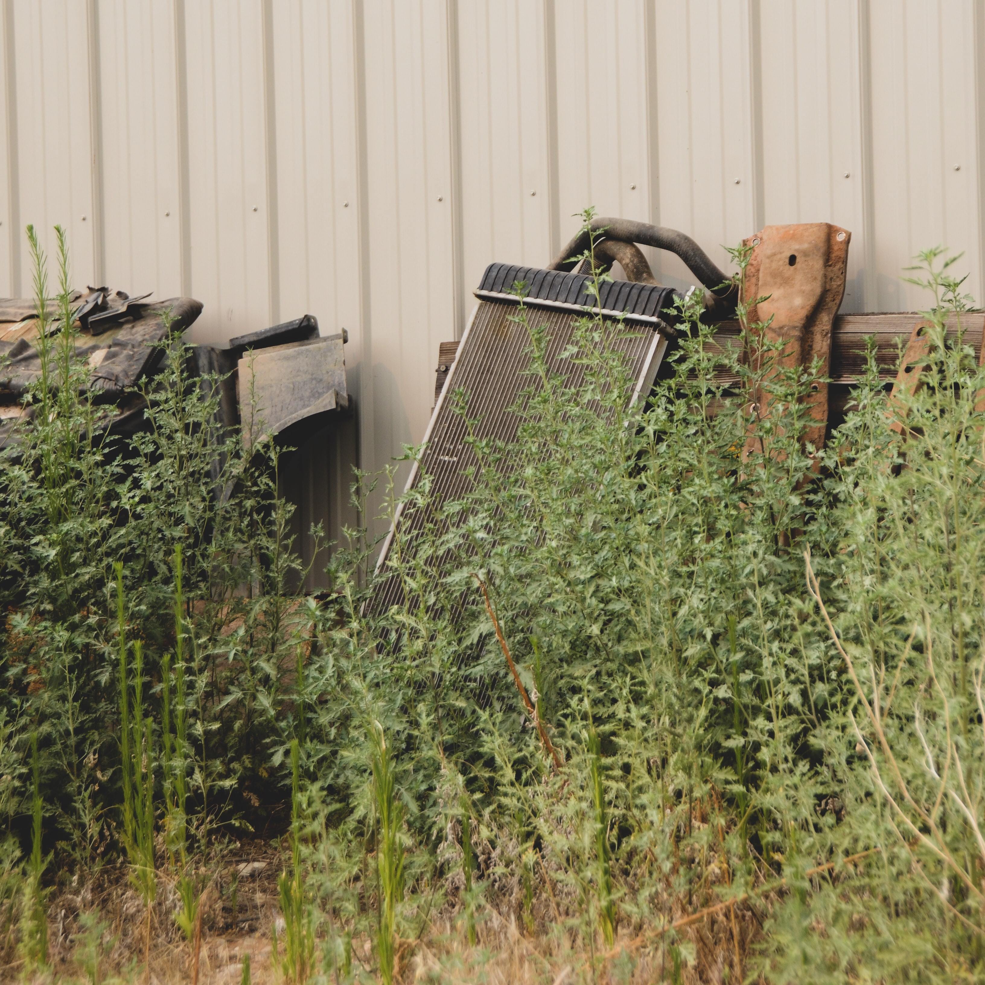 How to Have a Weed-Free Garden in 4 Easy Steps - Dengarden