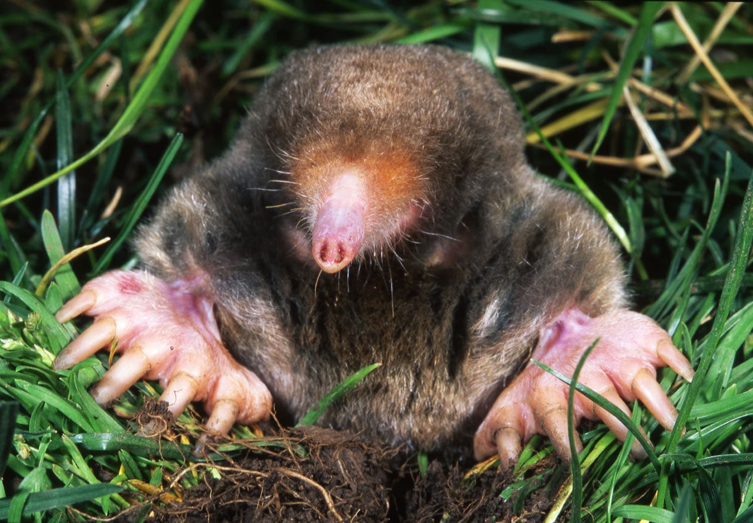 How to Get Rid of Moles and Voles in Your Yard - Dengarden