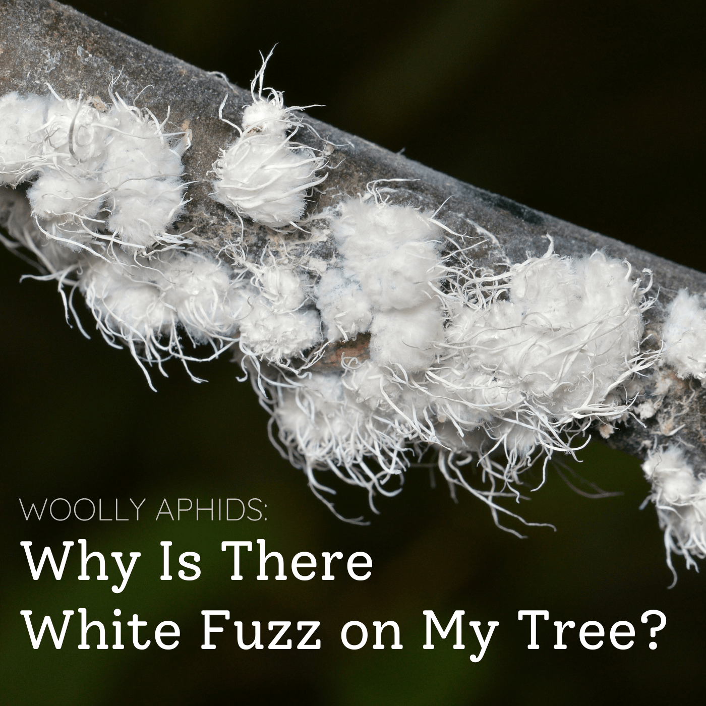 Woolly Aphids: What's That Fuzzy, Fluffy White Stuff on My Tree ...