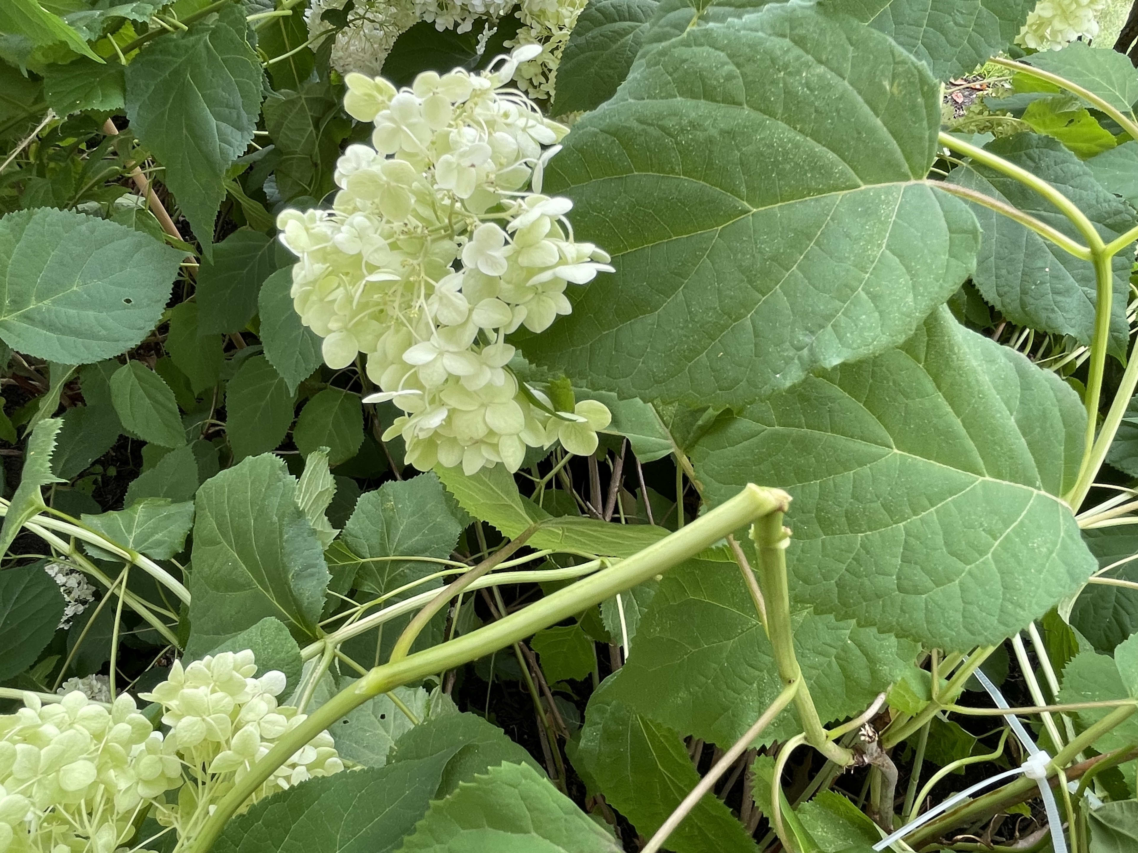 How to keep hydrangeas upright - Dengarden