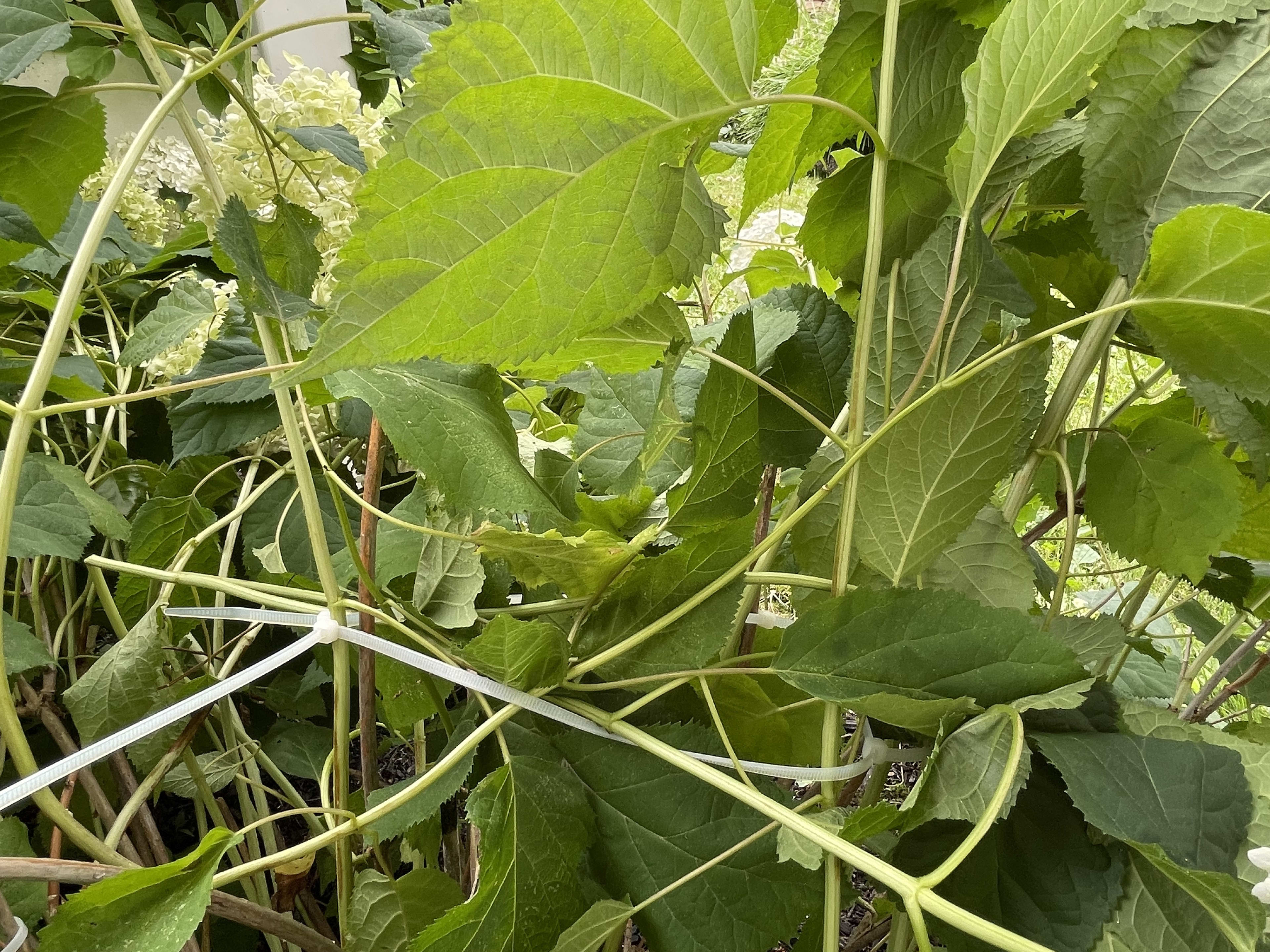 How to keep hydrangeas upright - Dengarden