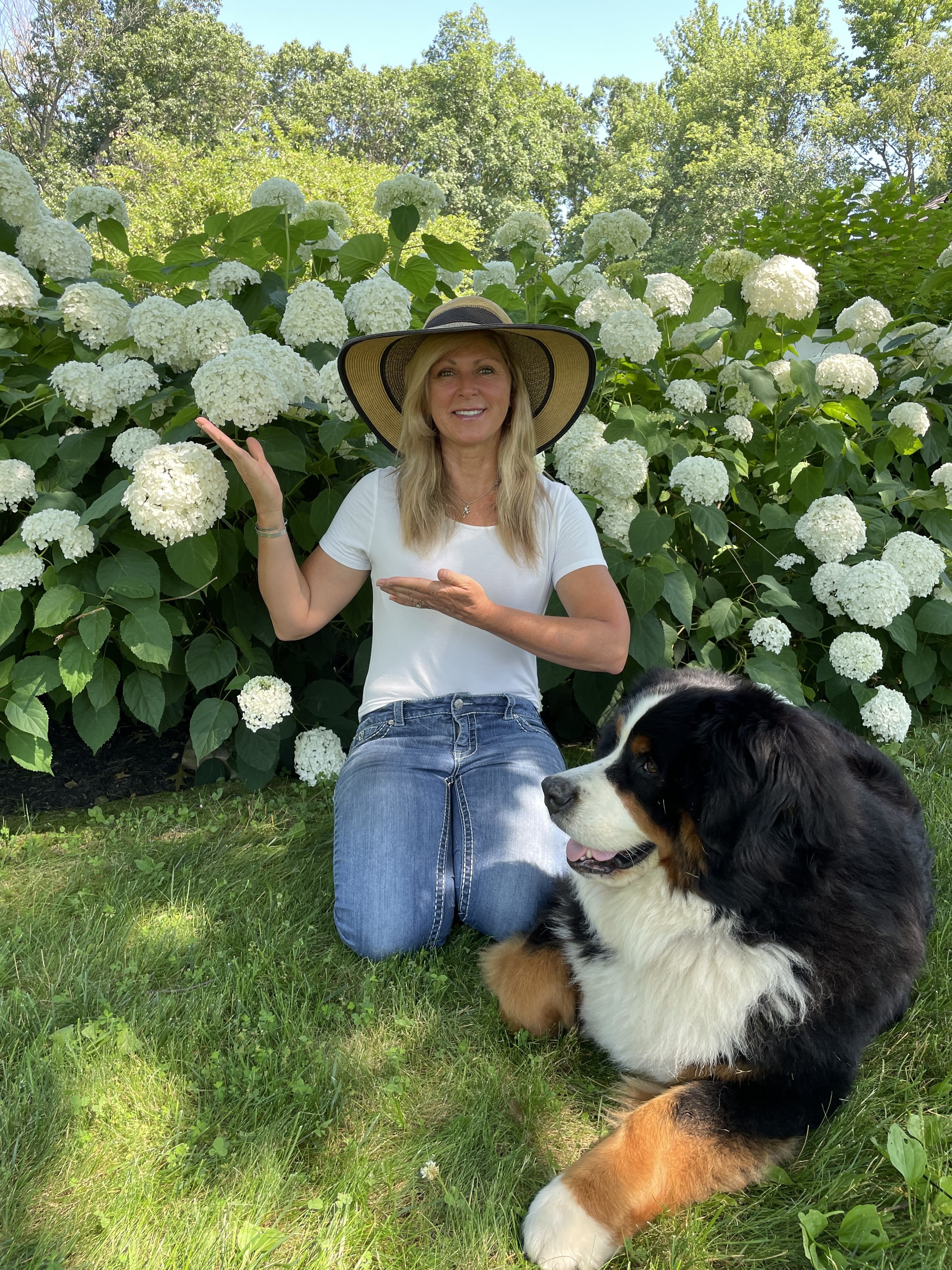 How to keep hydrangeas upright - Dengarden