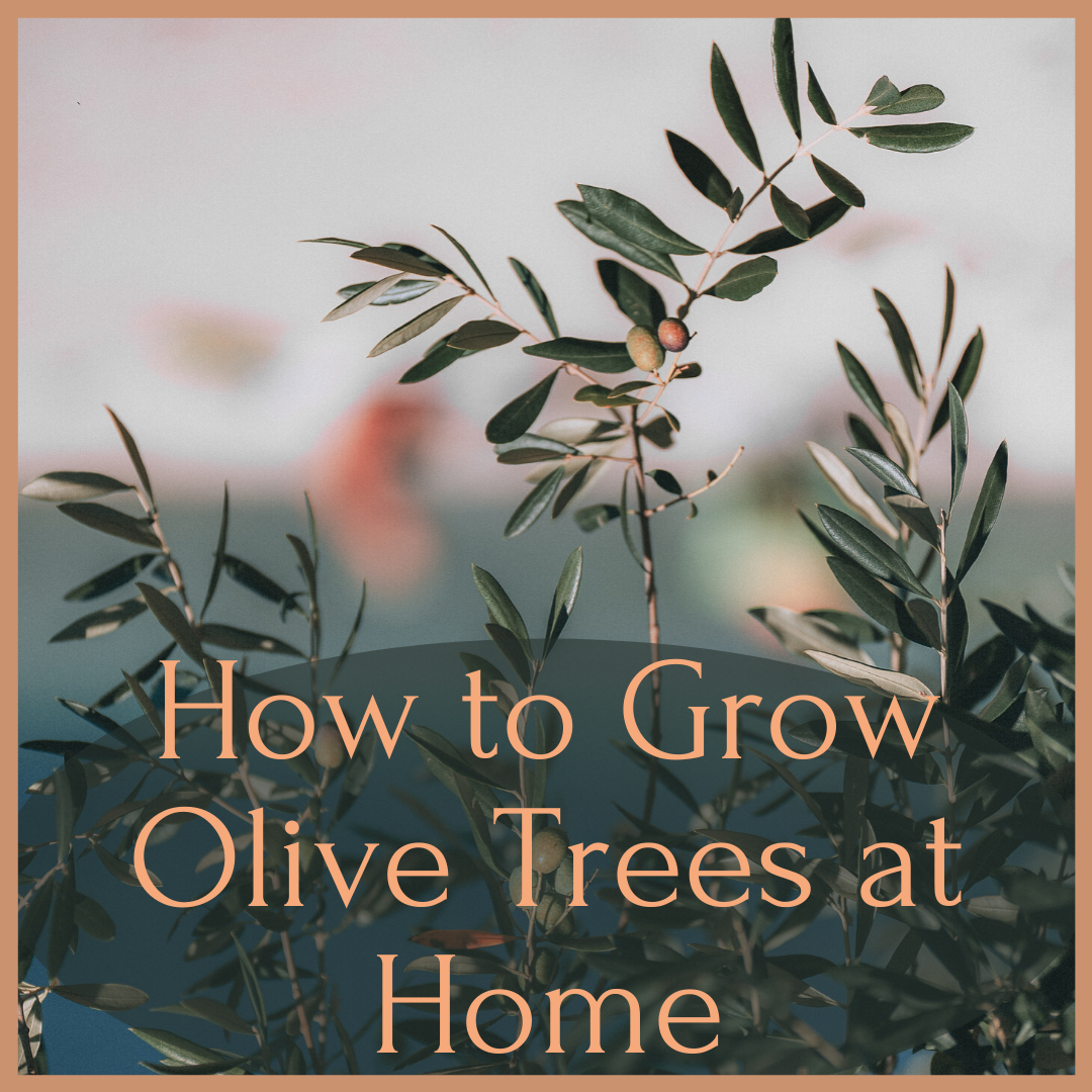 Growing Olive Trees in Pots and Containers - Dengarden