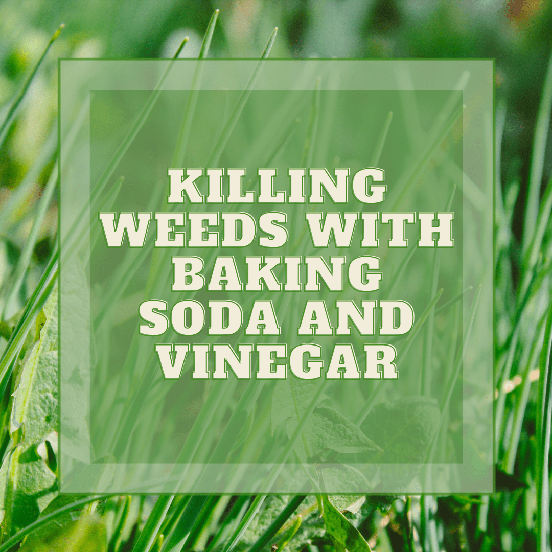 How to Kill Weeds With Vinegar or Baking Soda - Dengarden
