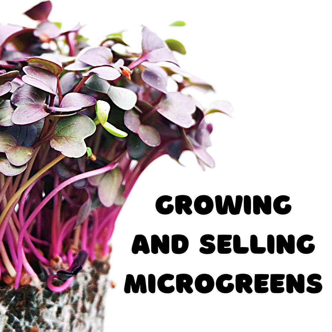 Growing and Selling Microgreens: An Urban Farming Business