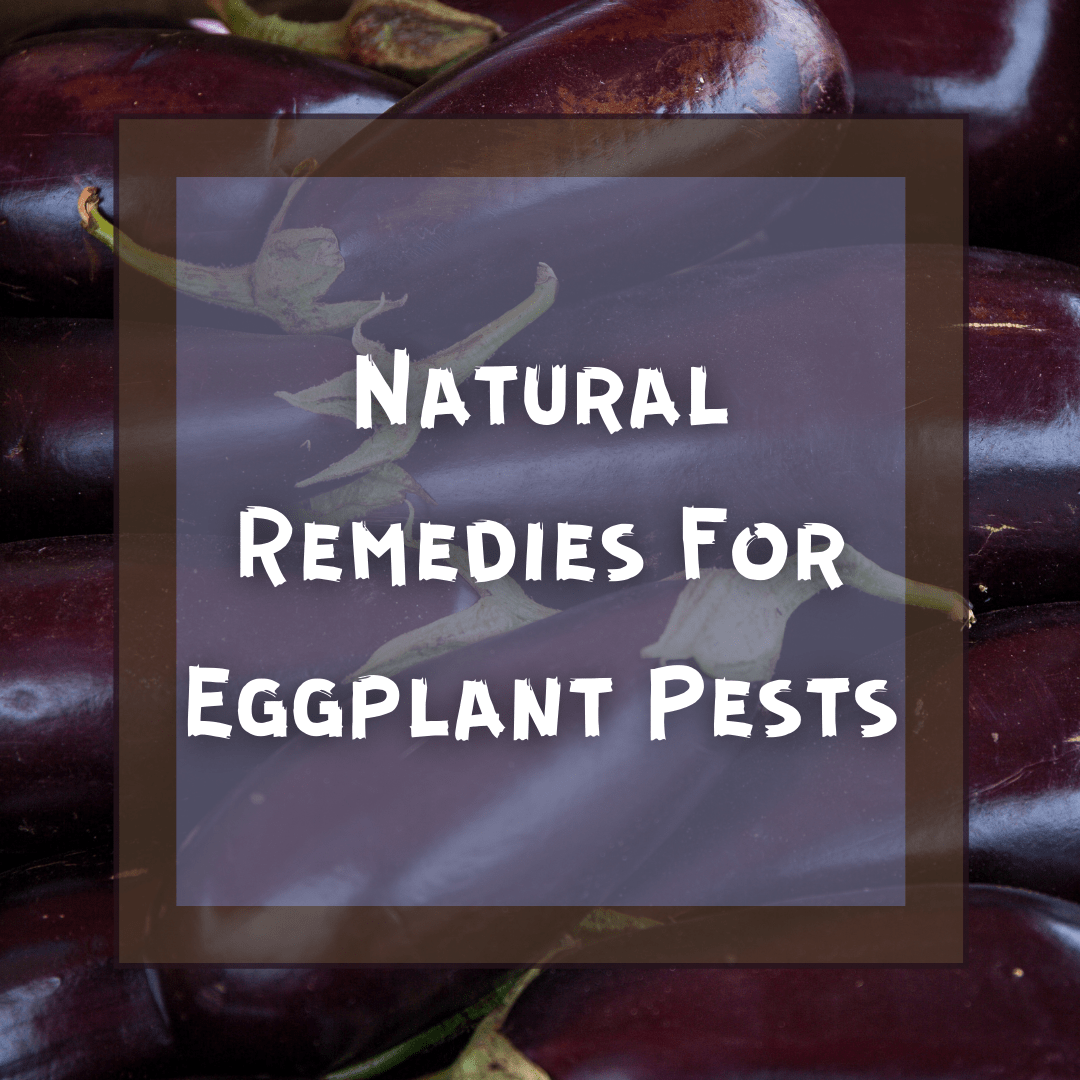 Identifying and Removing 5 Common Eggplant Pests - Dengarden