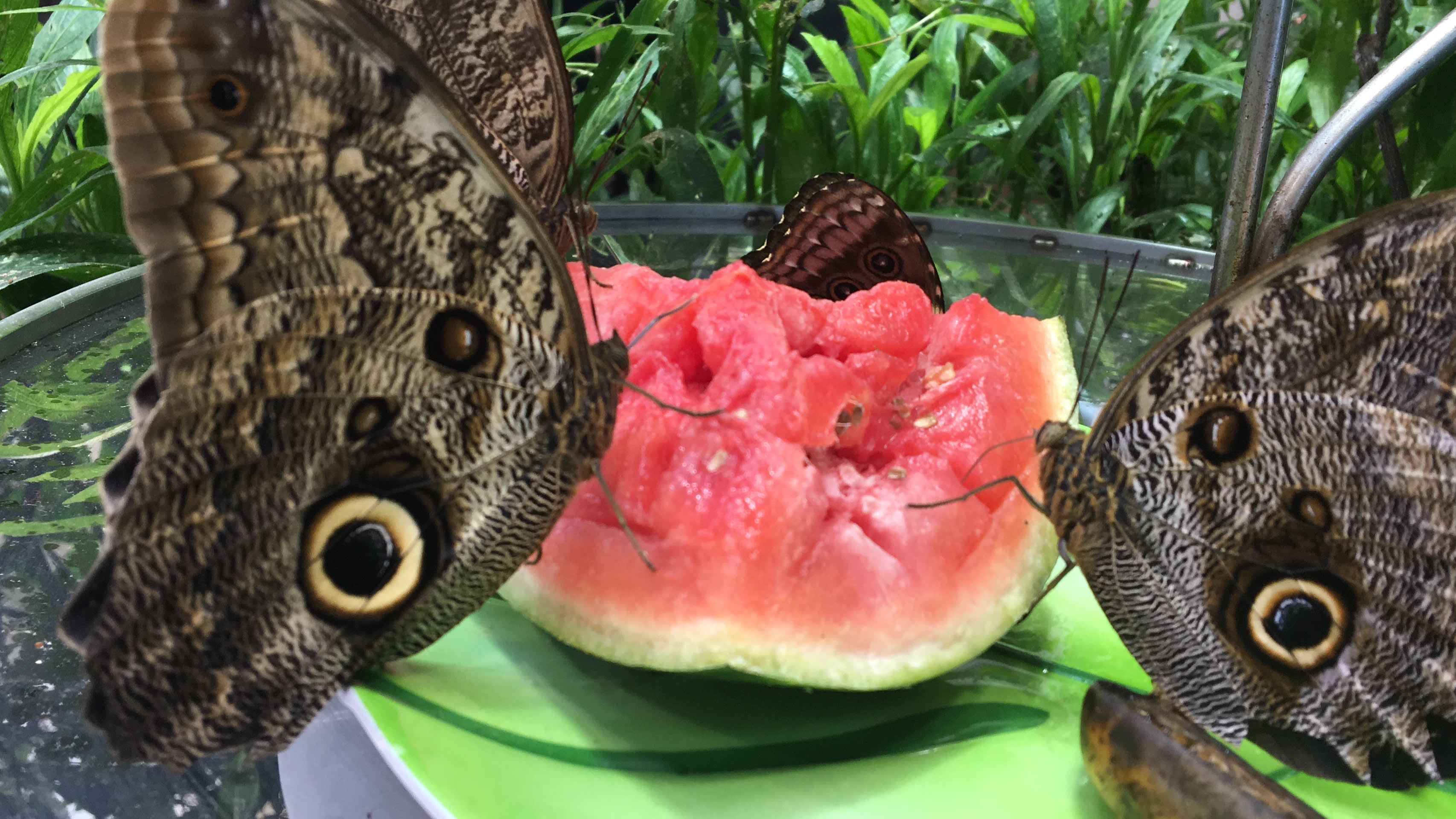 How to Attract Butterflies to Your Garden With Fruit - Dengarden