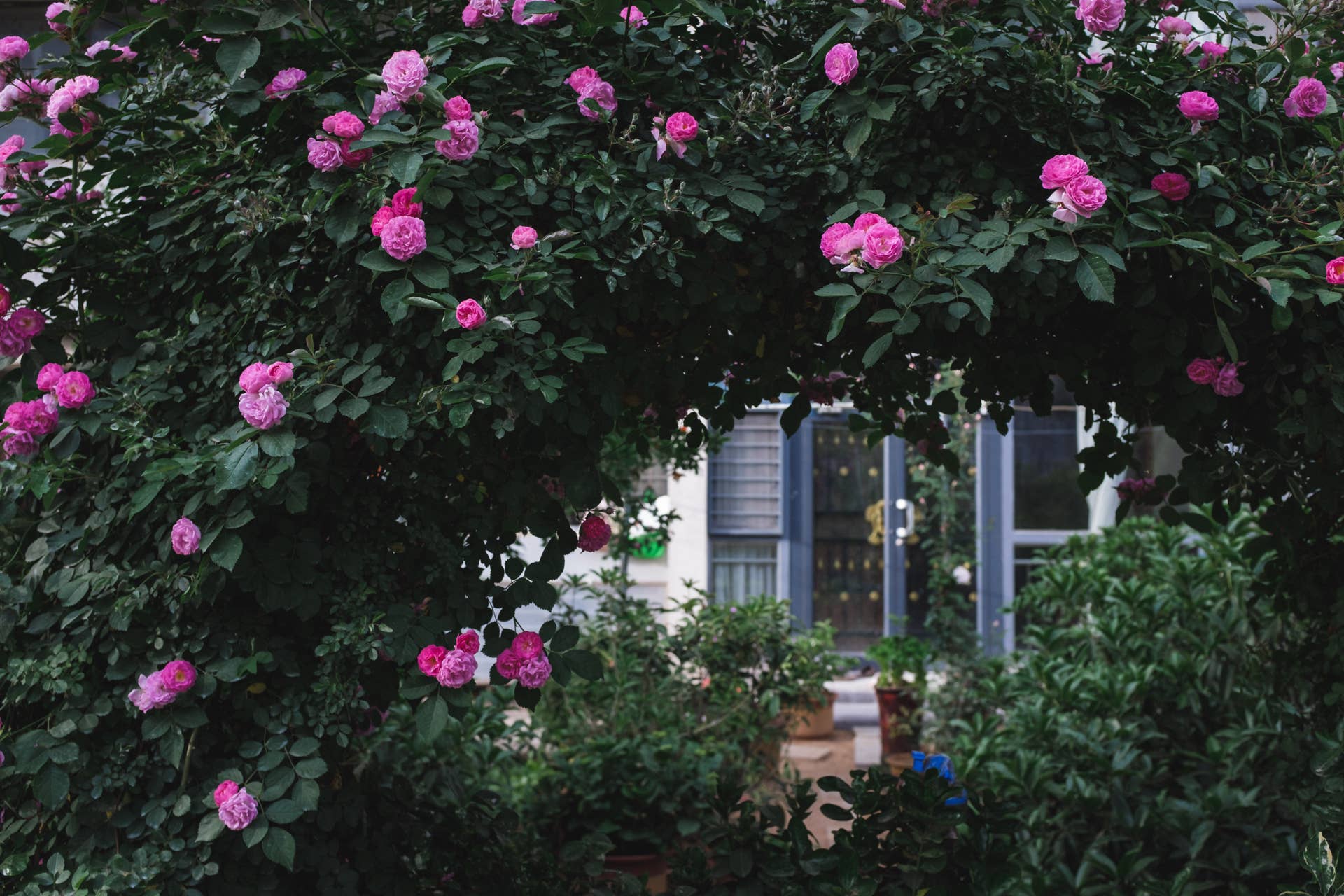 Mesophytes: Our Everyday Flower Garden Plants - Dengarden