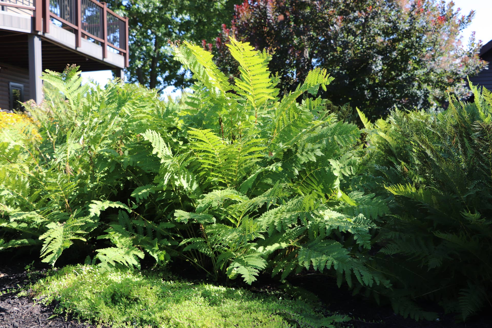 15 Plants That Like Wet Soil (Plus Growing Tips and FAQs) - Dengarden