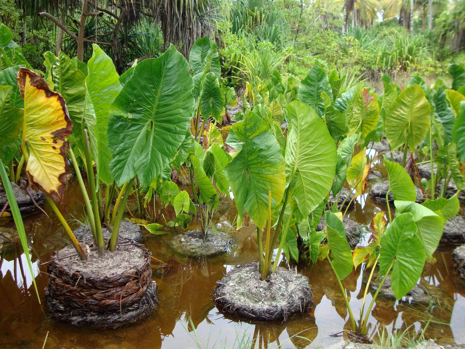 15 Plants That Like Wet Soil (Plus Growing Tips and FAQs) - Dengarden