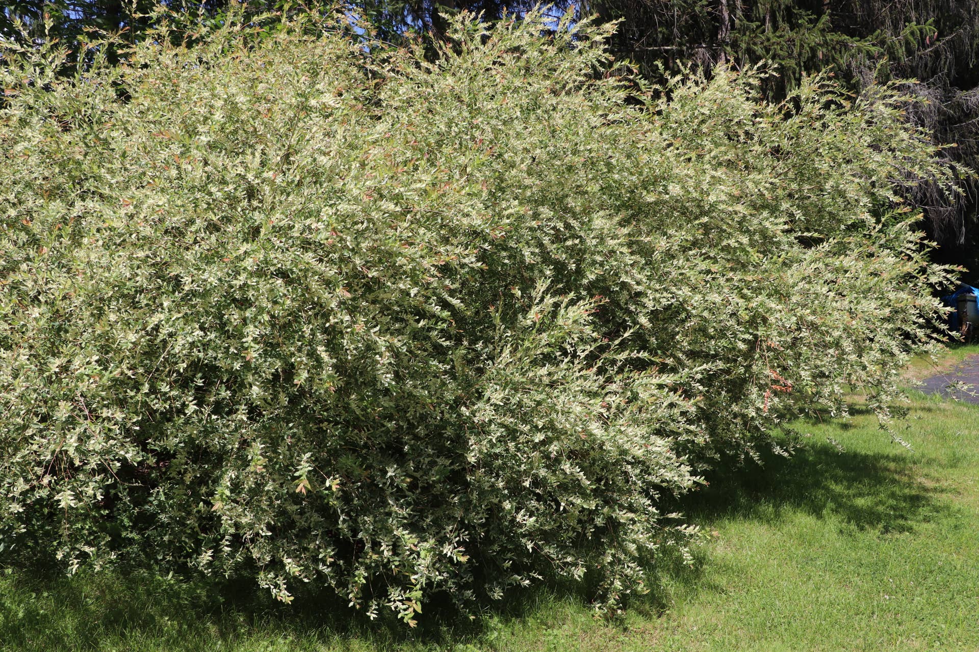 Trees and Shrubs That Like Wet Soil, Plus Growing Tips - Dengarden