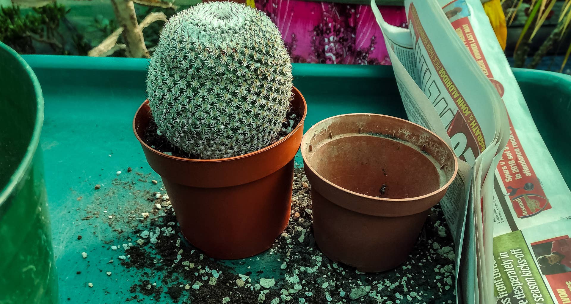 How to Repot a Cactus Without Getting Hurt - Dengarden