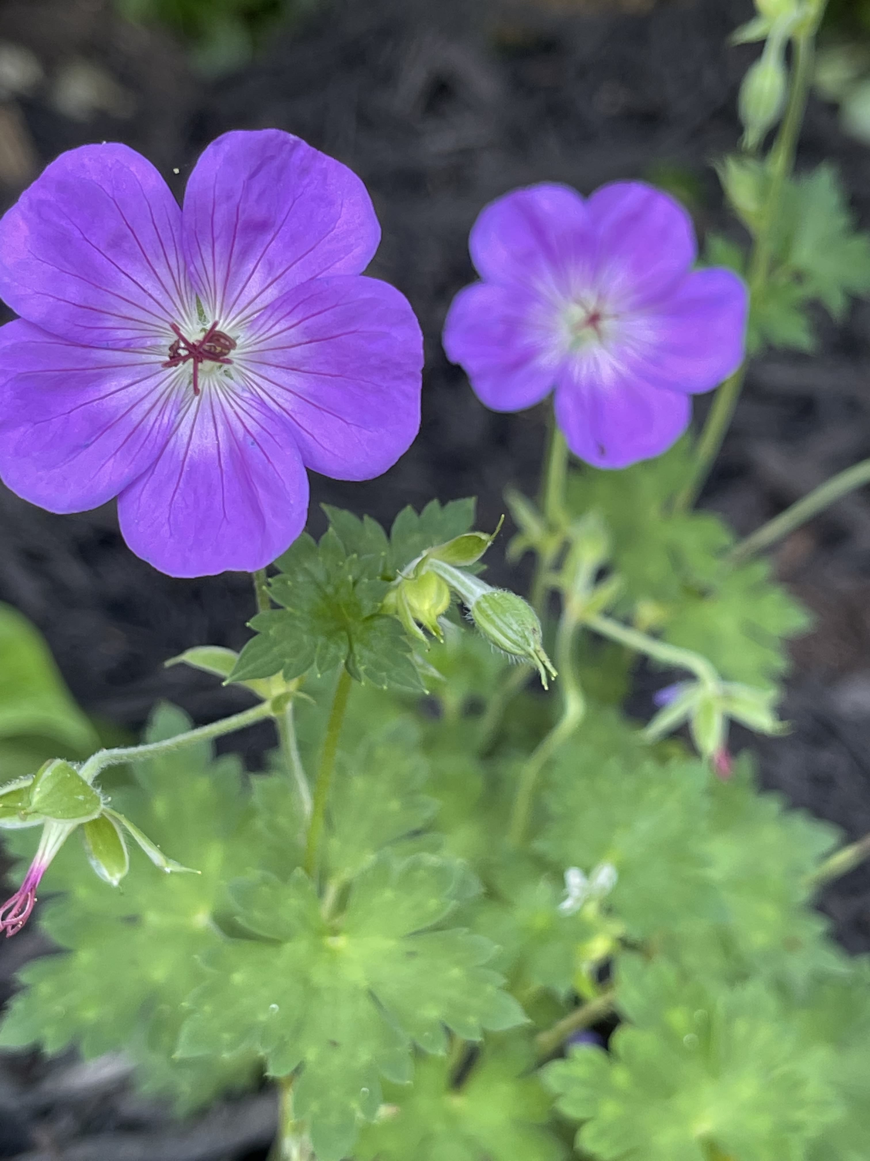 15 Shade Flowers That Are Super Easy to Grow - Dengarden