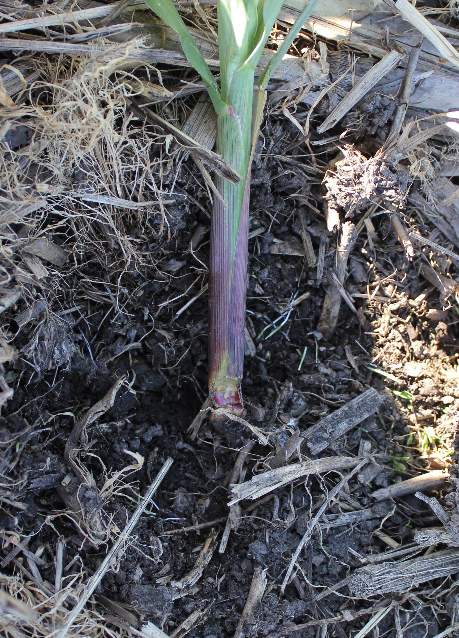 5 Ways to Control Cutworms in Your Garden Safely and Naturally - Dengarden