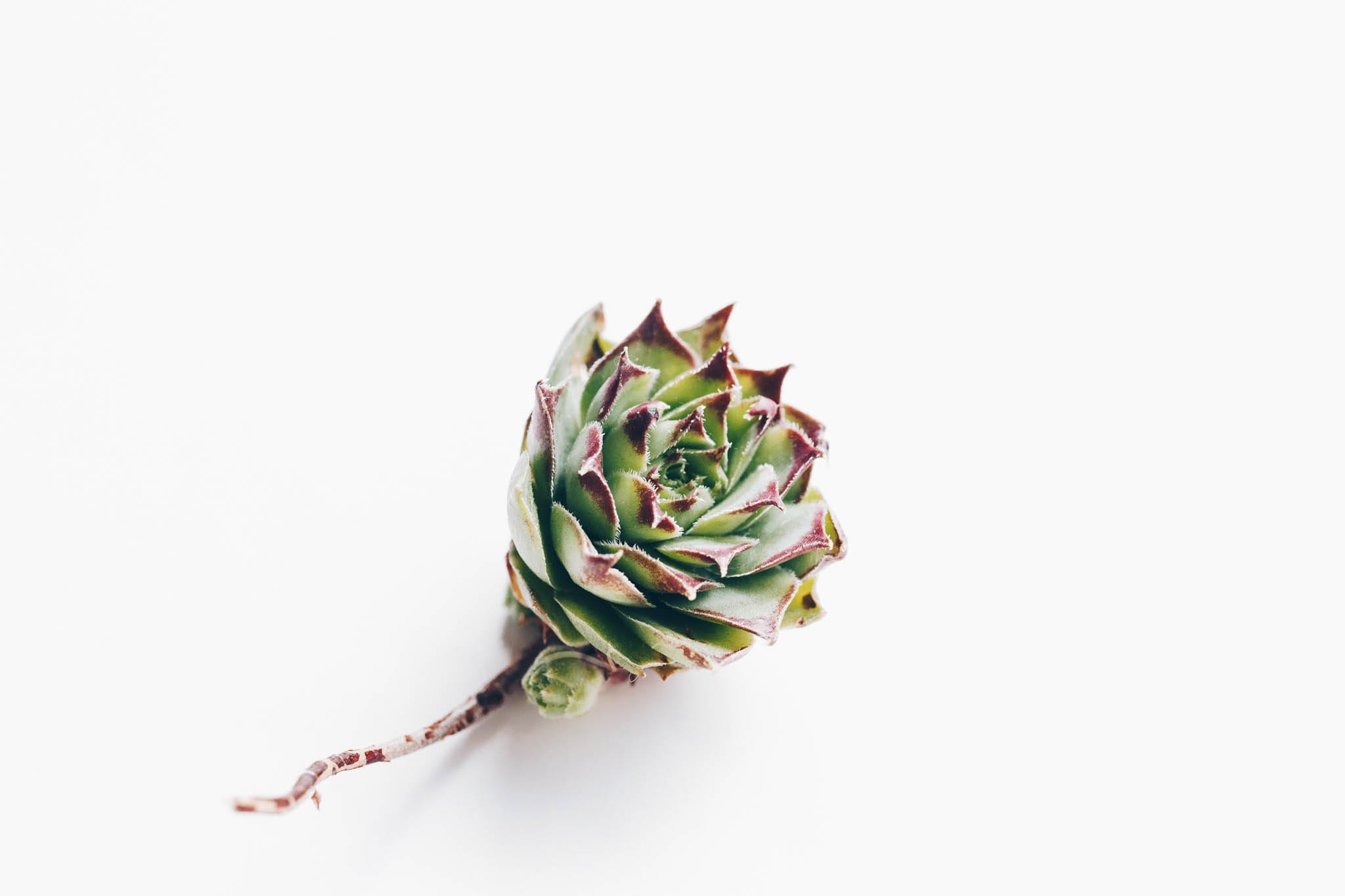 Plant Swap Prep: Putting Your Best Root Forward - Dengarden