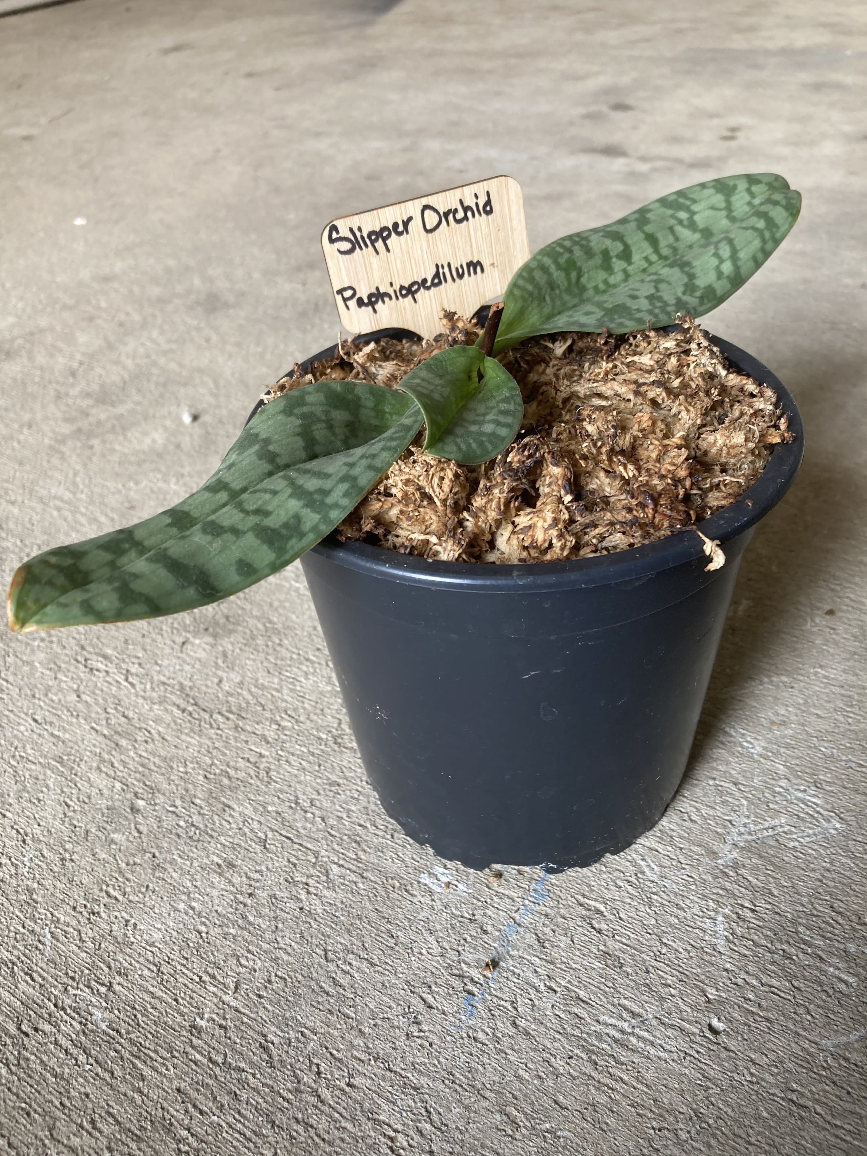 Plant Swap Prep: Putting Your Best Root Forward - Dengarden