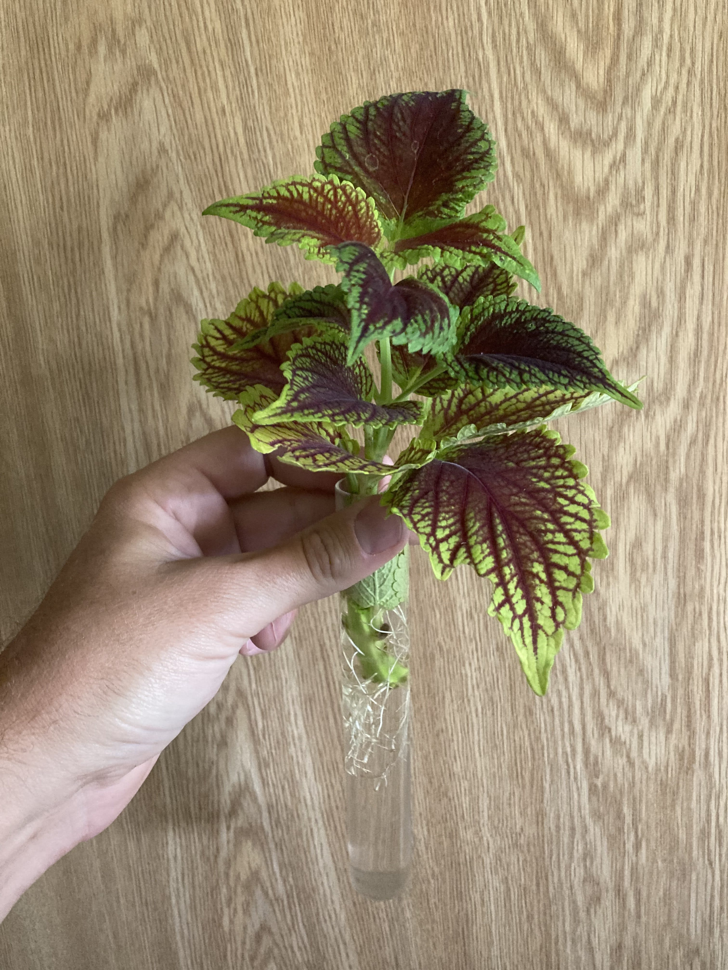 Plant Swap Prep: Putting Your Best Root Forward - Dengarden