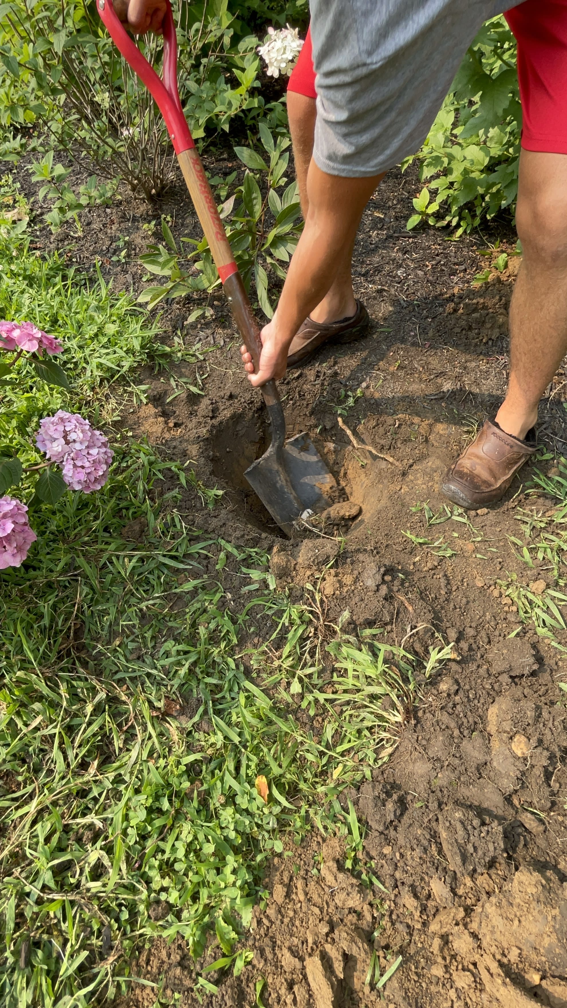 How to Plant Hydrangeas in the Ground (Easy Step-By-Step Guide) - Dengarden