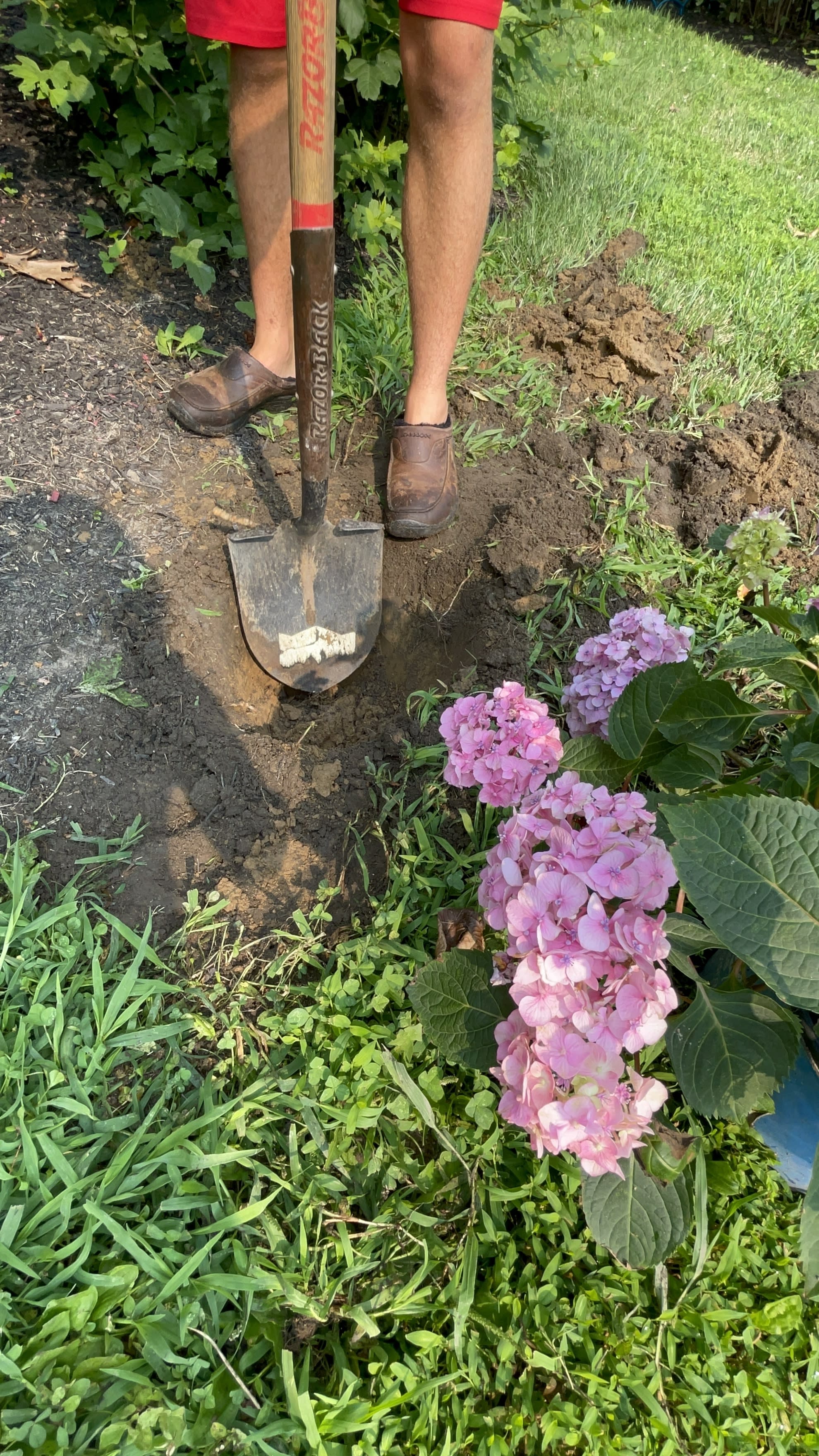 How to Plant Hydrangeas in the Ground (Easy Step-By-Step Guide) - Dengarden