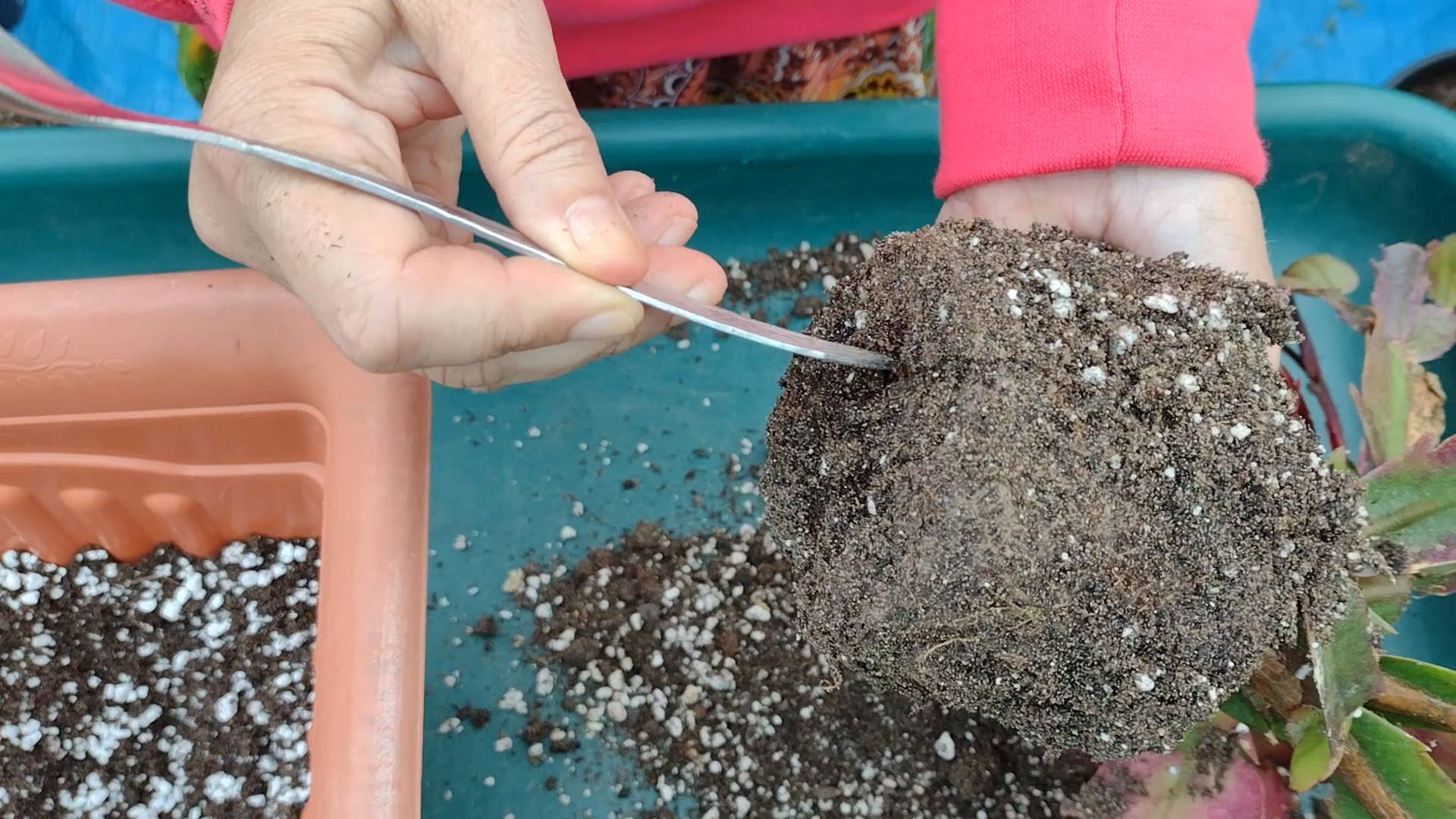 How to Repot a Christmas Cactus or Thanksgiving Cactus - Dengarden