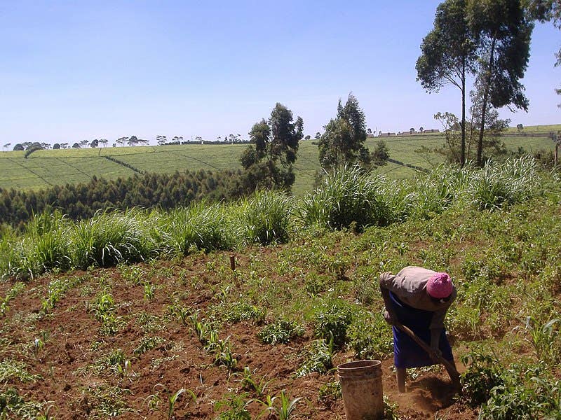 Sustainable Potato Harvesting: Techniques for Small-Scale Farmers ...