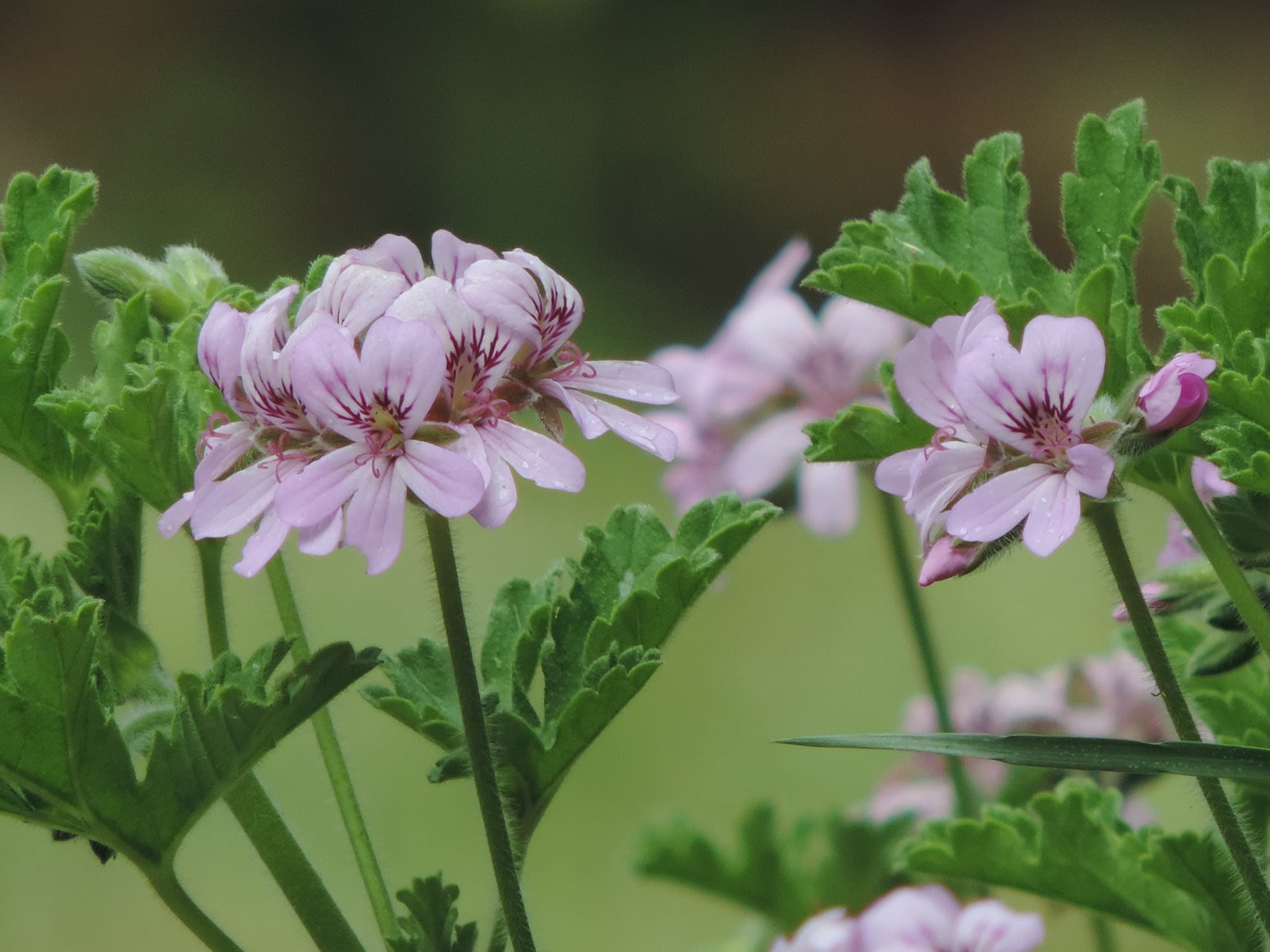 The Benefits and Uses of Geranium Pelargonium in Your Garden and Home ...