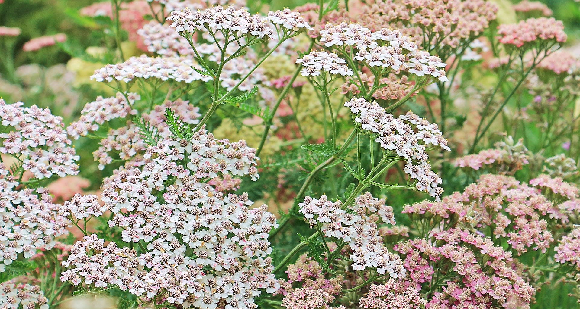Why Every Serious Gardener Needs to Plant Yarrow - Dengarden