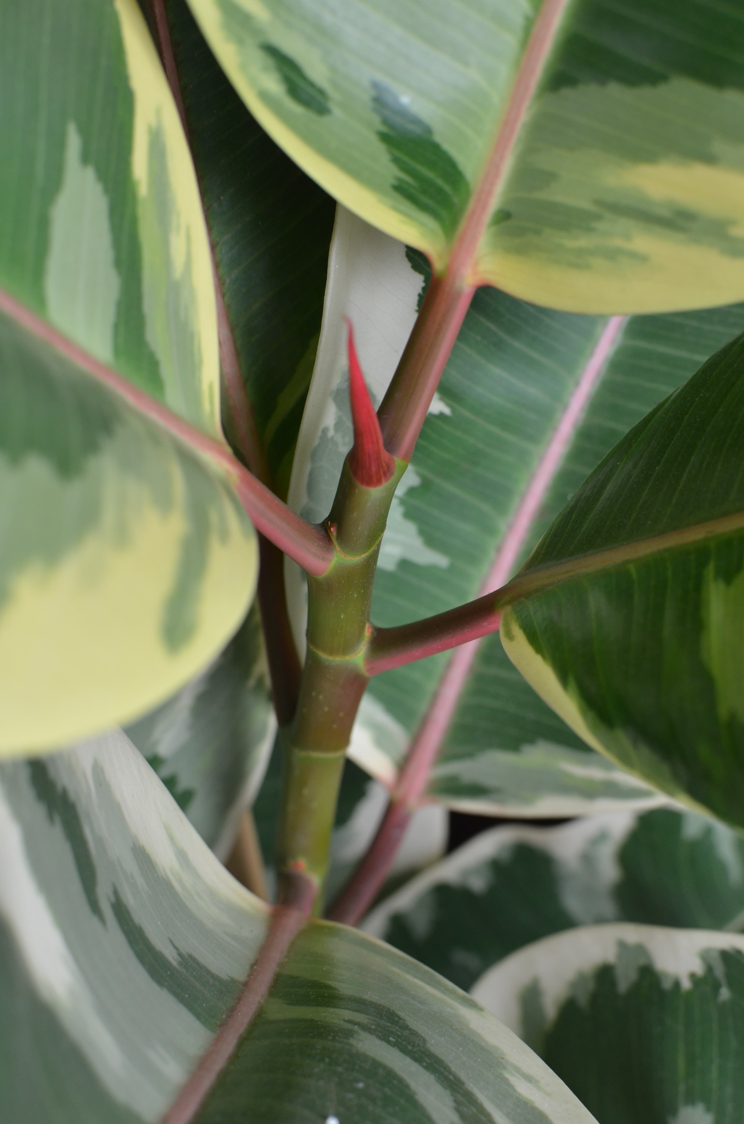 The Ultimate Guide to Rubber Plants: Care, Propagation, and Benefits ...