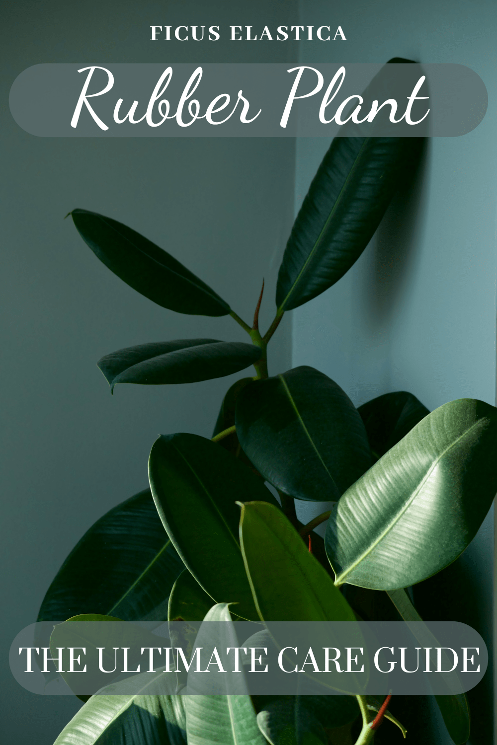 The Ultimate Guide to Rubber Plants: Care, Propagation, and Benefits ...