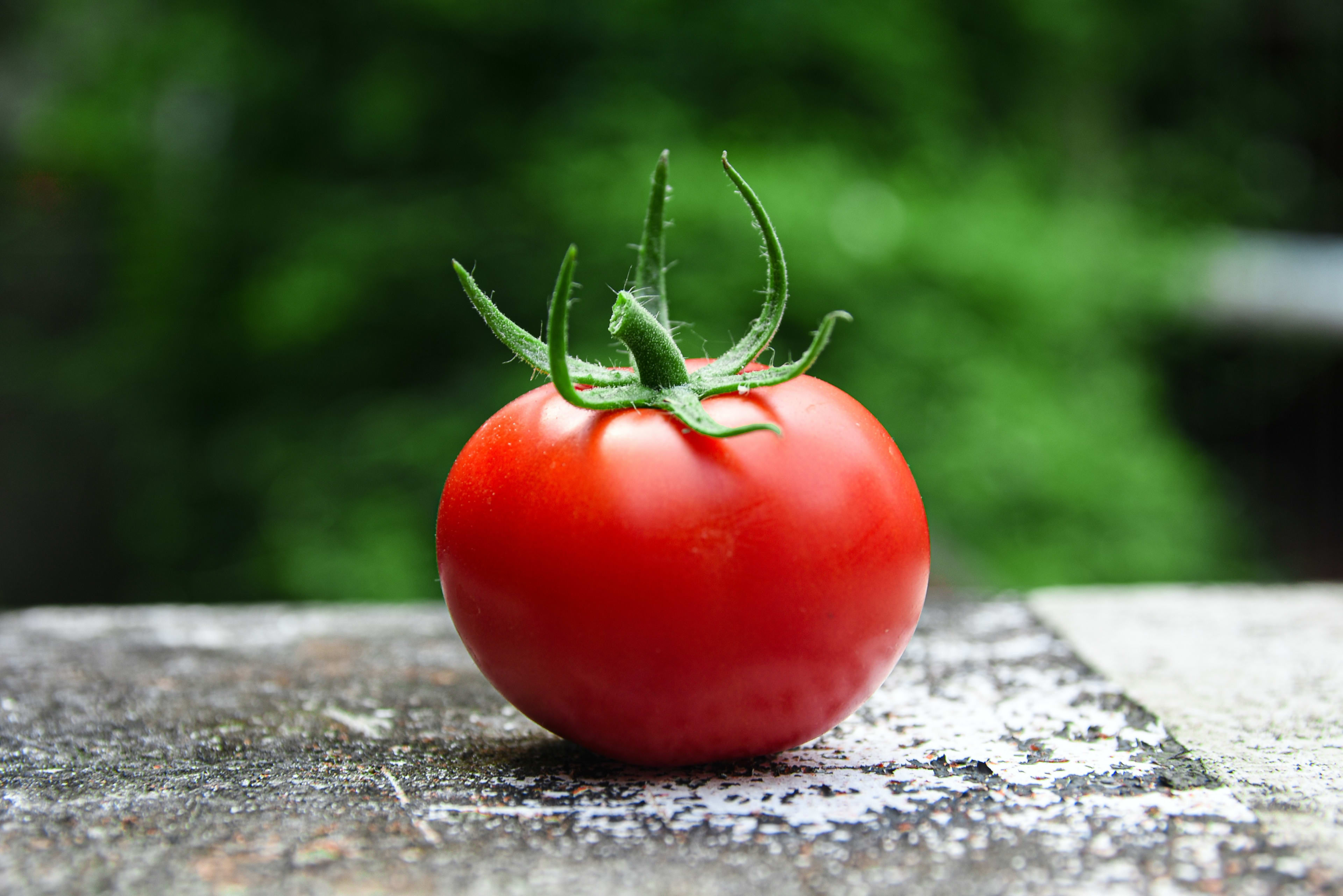 How to Get the Highest Yield and Best Flavor From Tomatoes - Dengarden