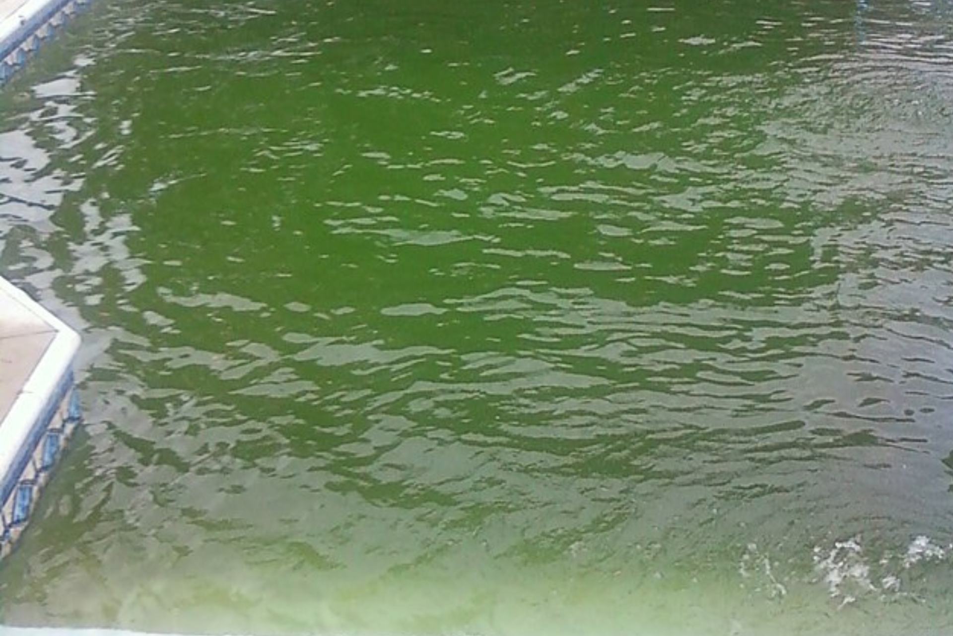 Black Algae In Pool Won't Go Away