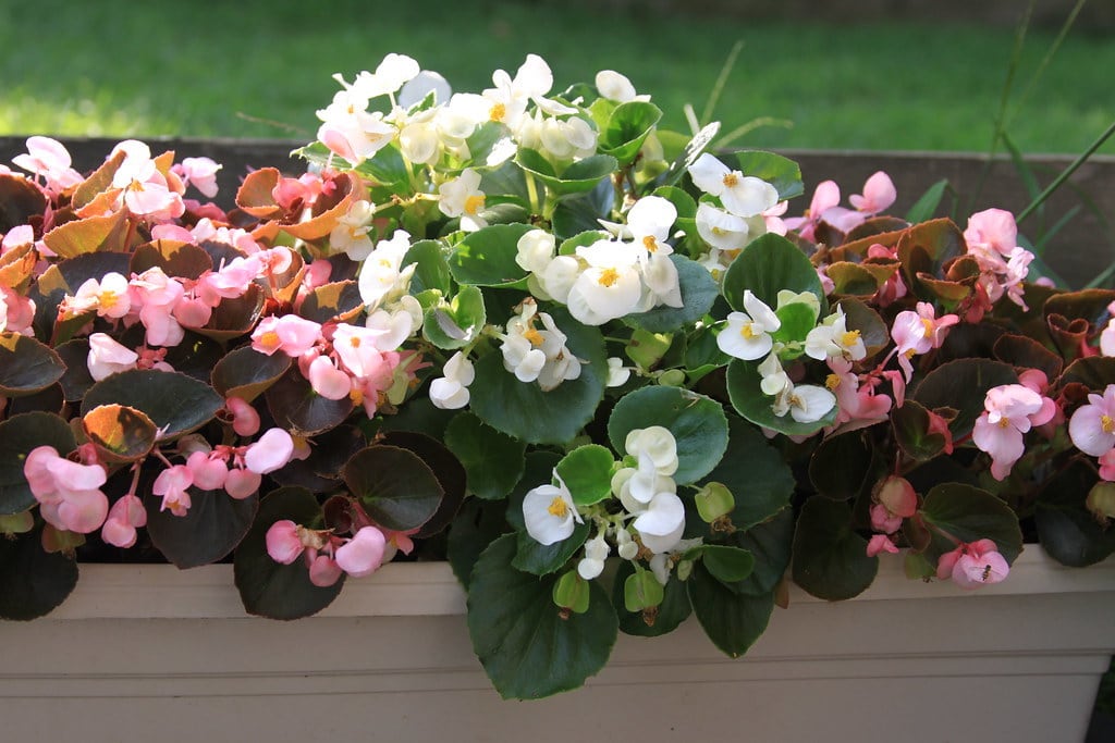 How to Grow Begonias From Cuttings - Dengarden