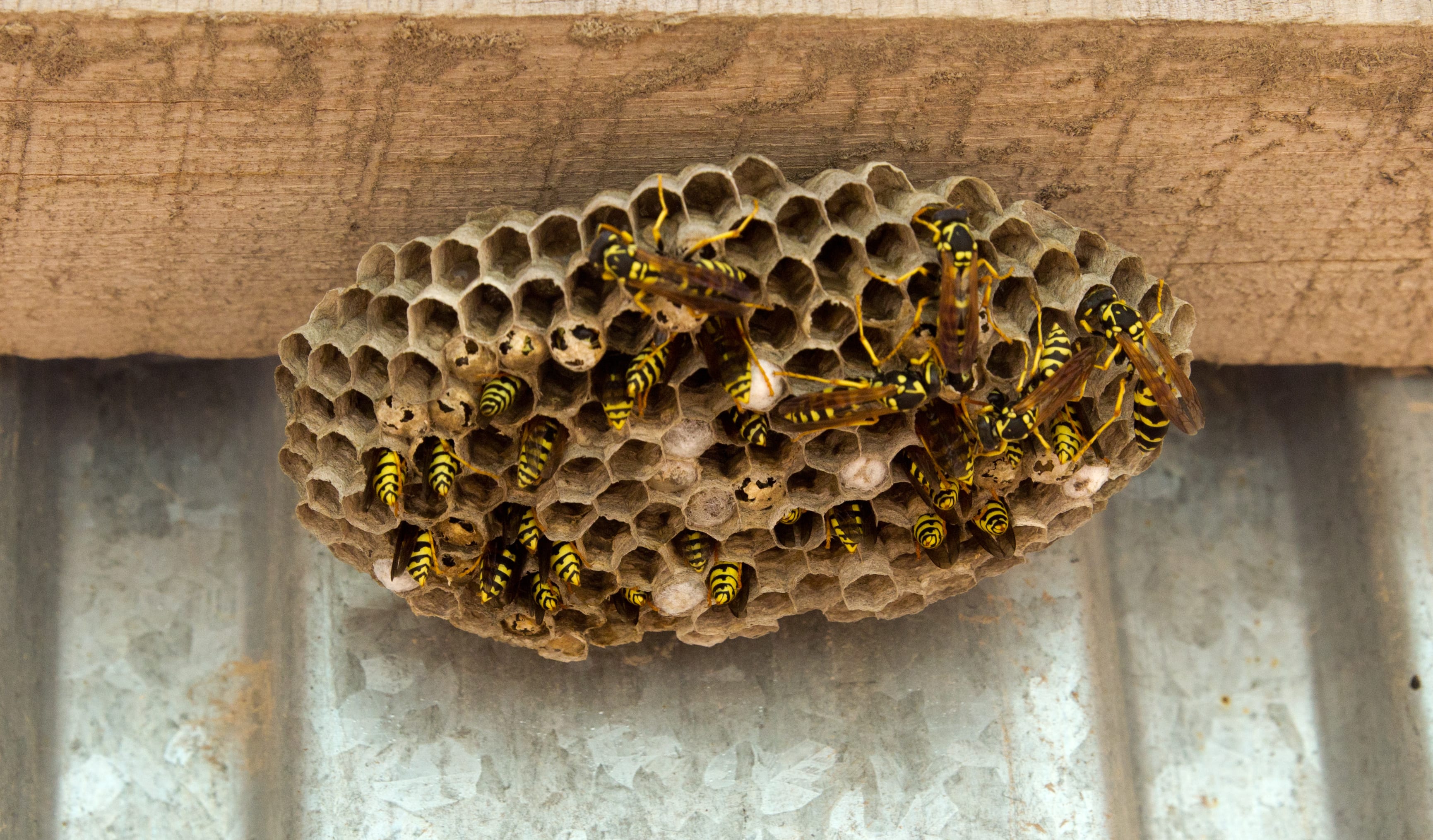 What is a Giant Cicada Killer Wasp? Photos & Info on This Intimidating ...