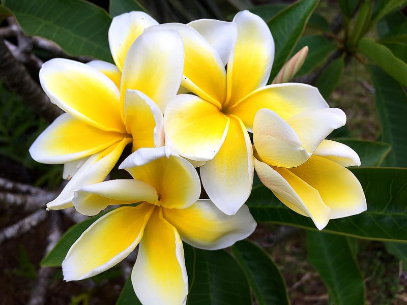The Most Gorgeous Yellow Tropical Flower for Your Garden - Dengarden