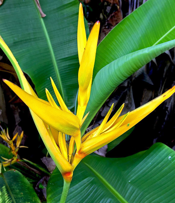 The Most Gorgeous Yellow Tropical Flower for Your Garden - Dengarden