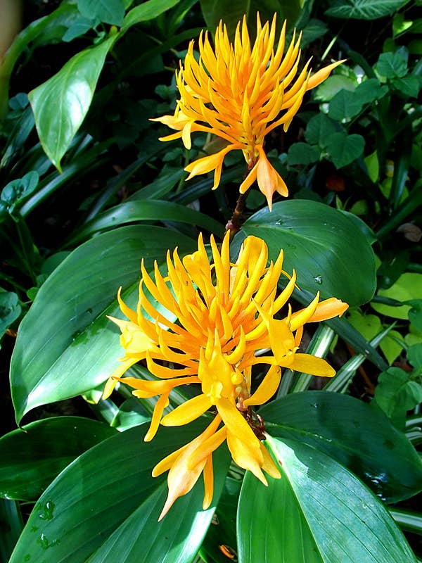 The Most Gorgeous Yellow Tropical Flower for Your Garden - Dengarden