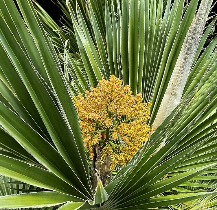Spectacular Yellow Tropical Flowers for Your Garden - Dengarden